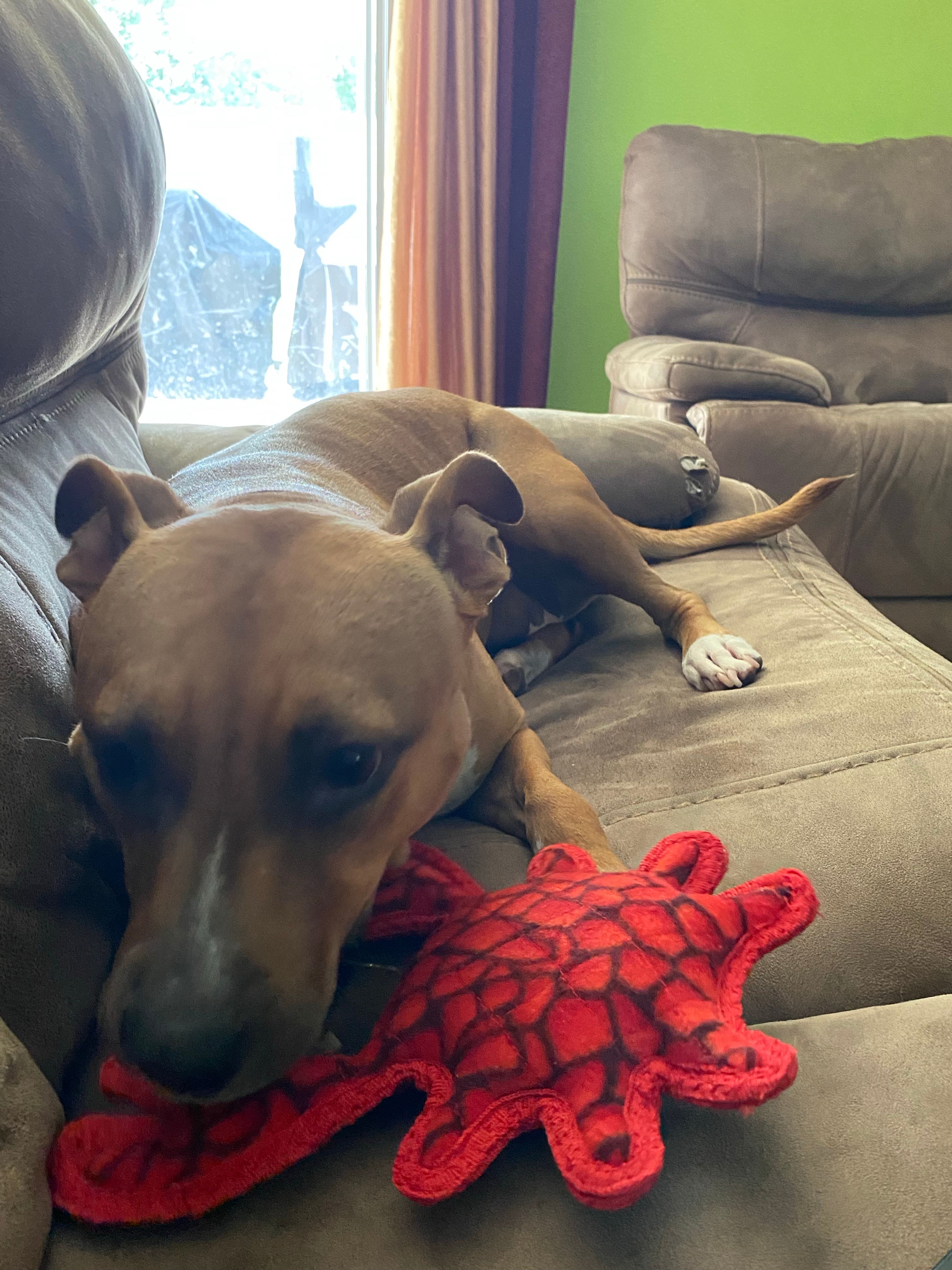 Can y’all tell me the best main DPS build for Layla Genshin Impact ...