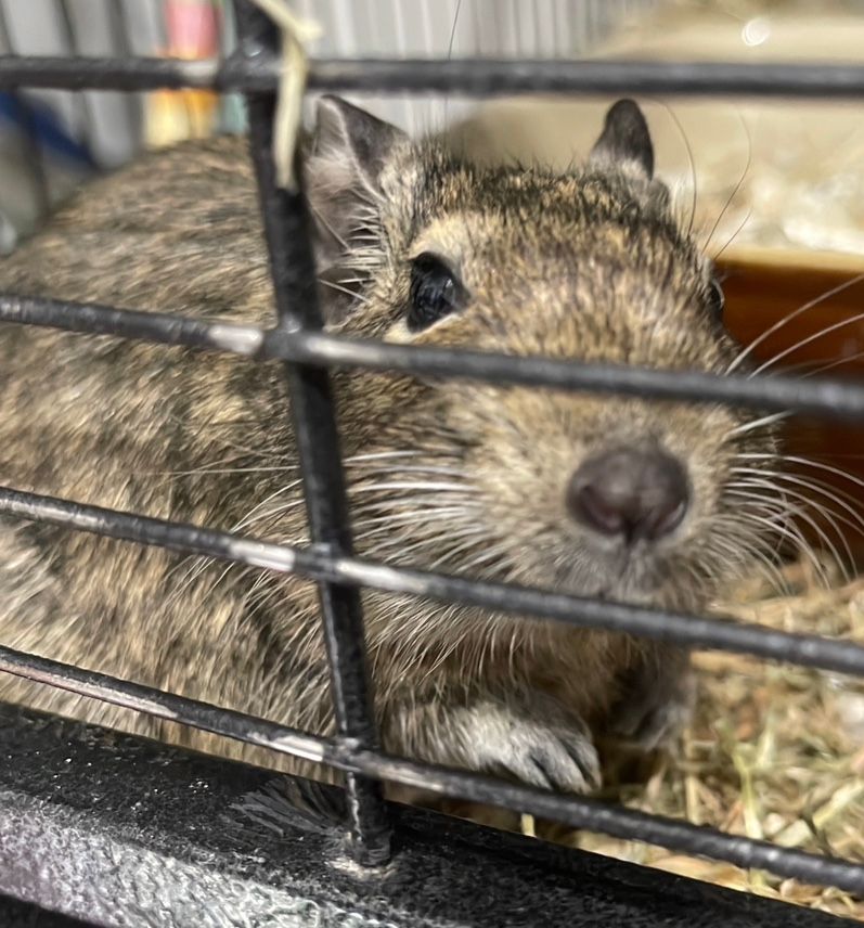 Today I had to say goodbye to one of my little degus. She would squeak ...