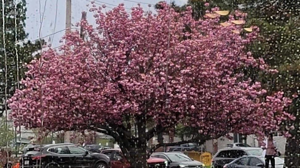 Thunder Sakura Genshin Impact | HoYoLAB