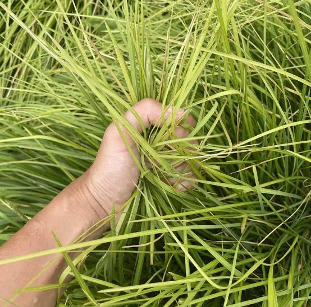 finally touched grass!!.... Genshin Impact | HoYoLAB