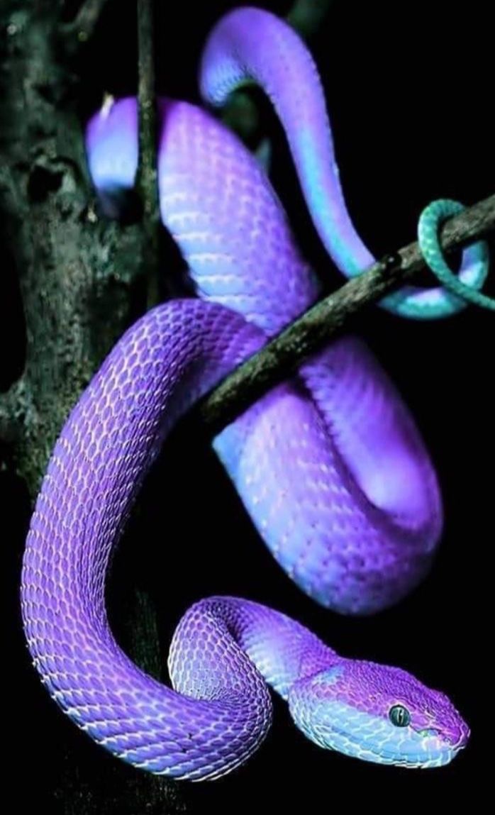 My snake Genshin Impact | HoYoLAB