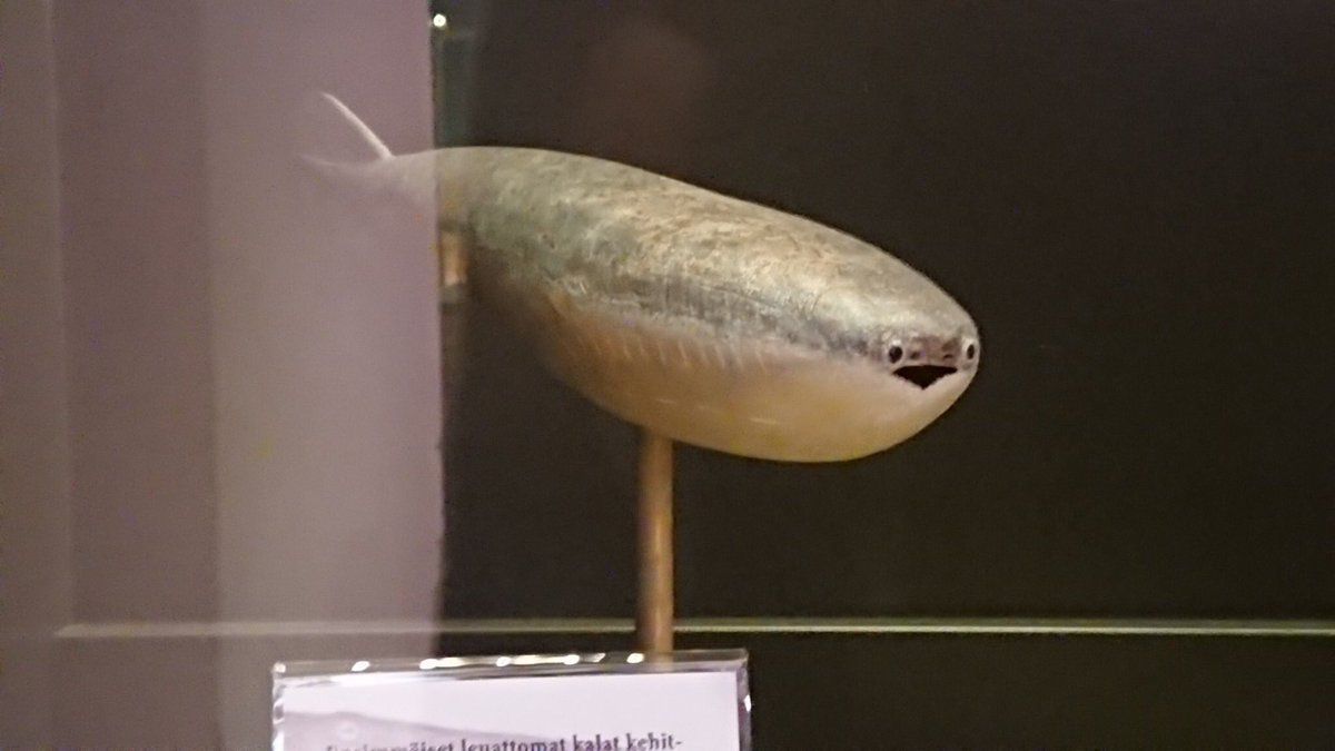 the extinct animal we all know and love: sacabambaspis | HoYoLAB