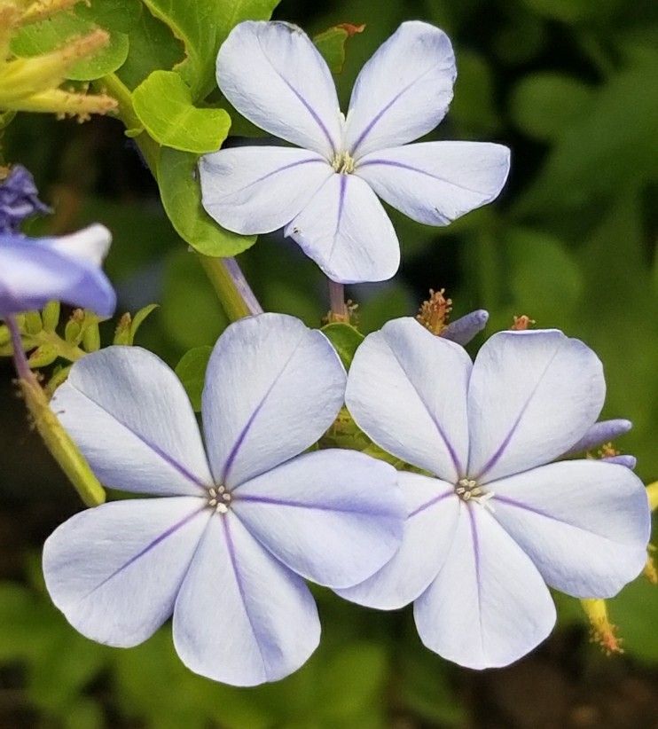 Flowers that remind me of genshin Genshin Impact | HoYoLAB