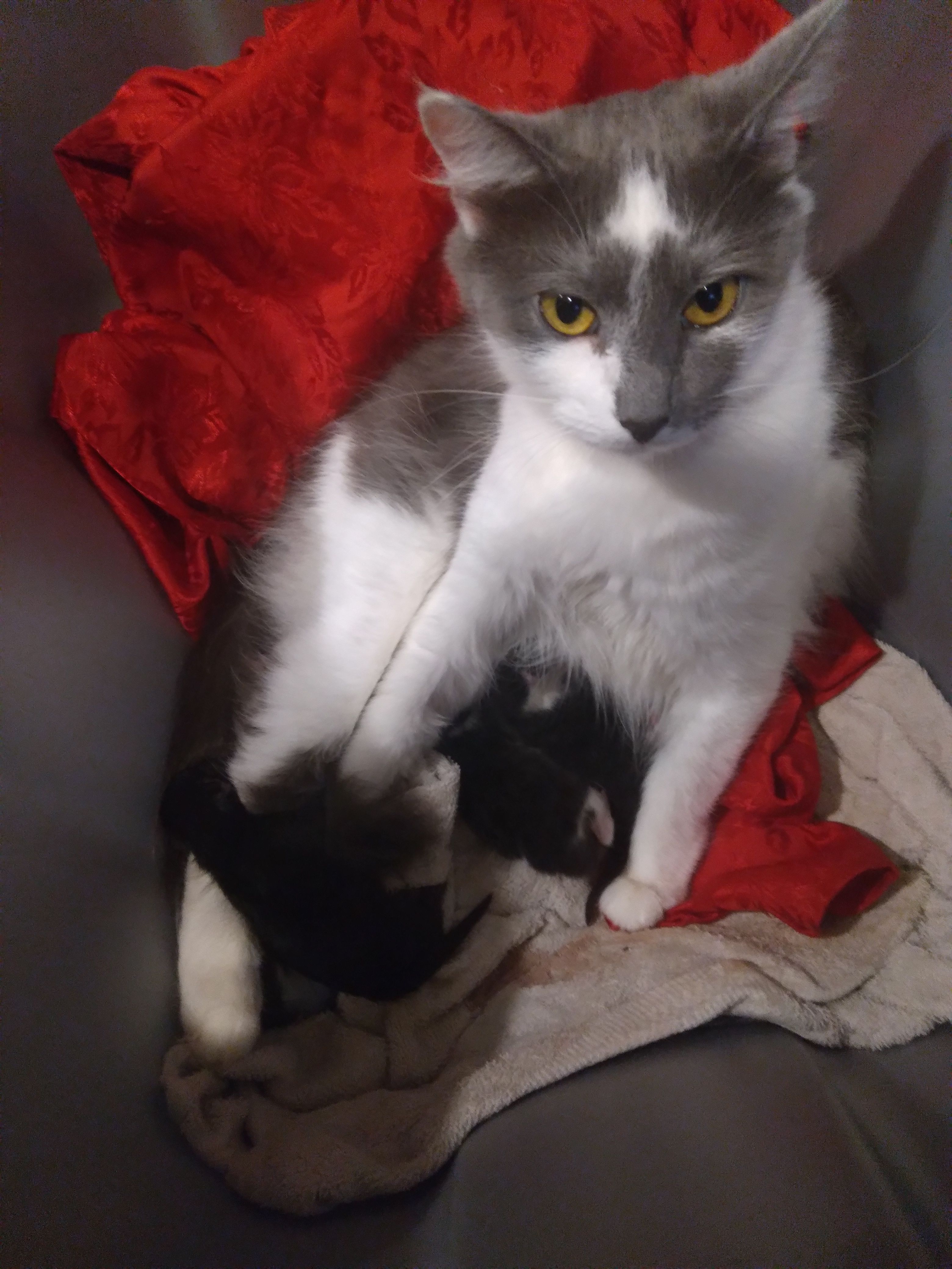 MY CAT HAD 4 KITTENS | HoYoLAB