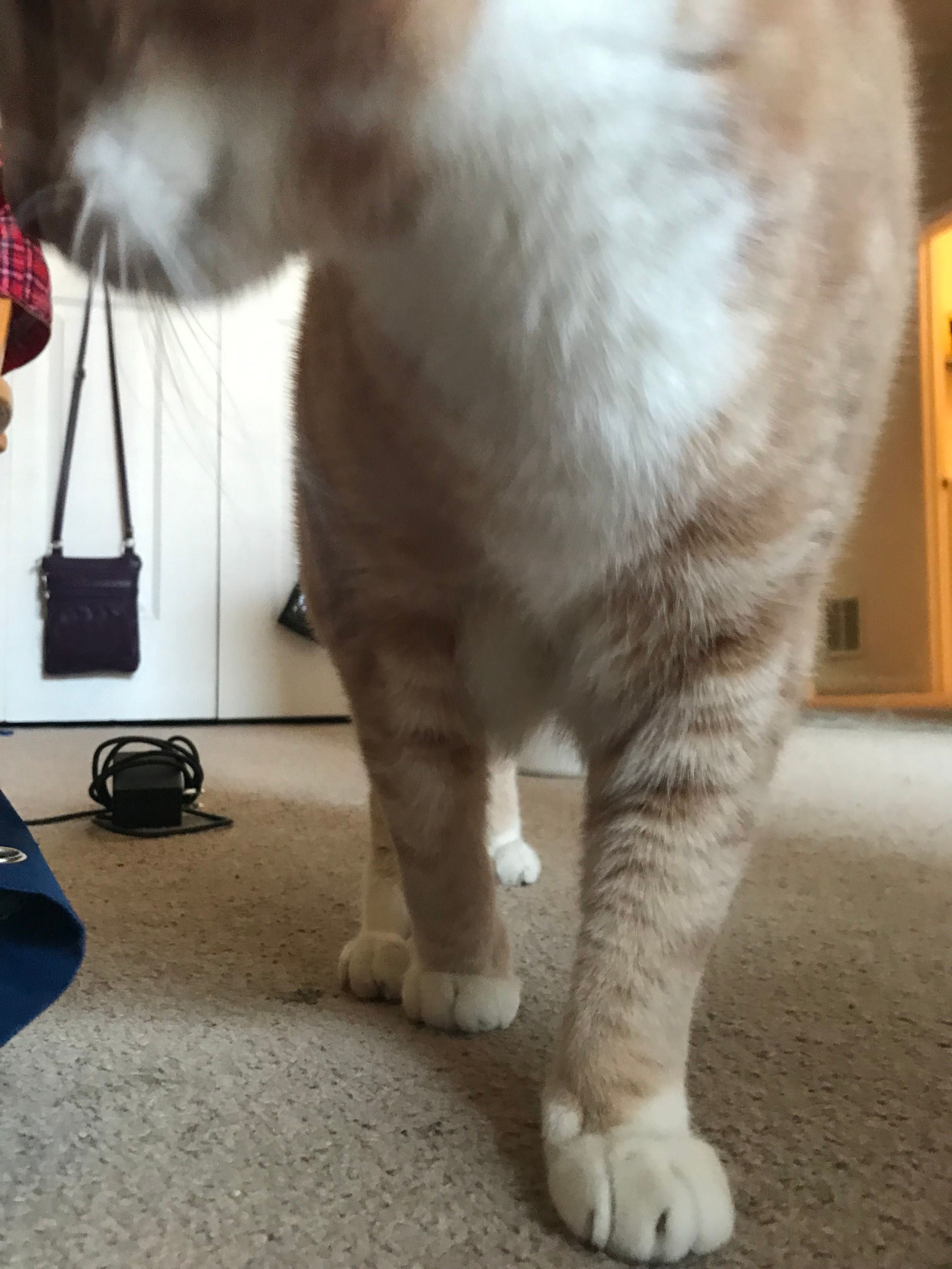 Winston just being too adorable 🥰😂 | HoYoLAB