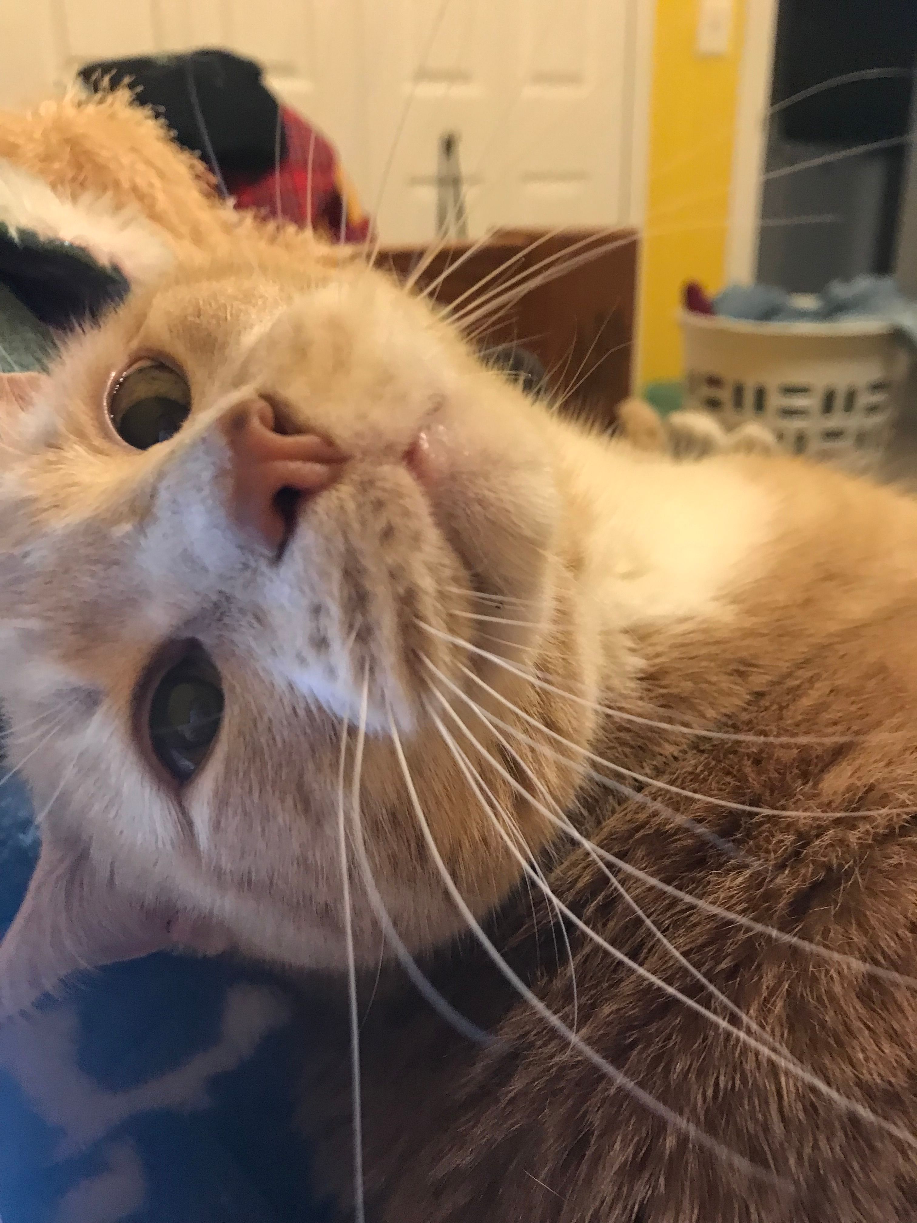 Winston, he’s too cute look at his face adorable sorry if that sounds ...