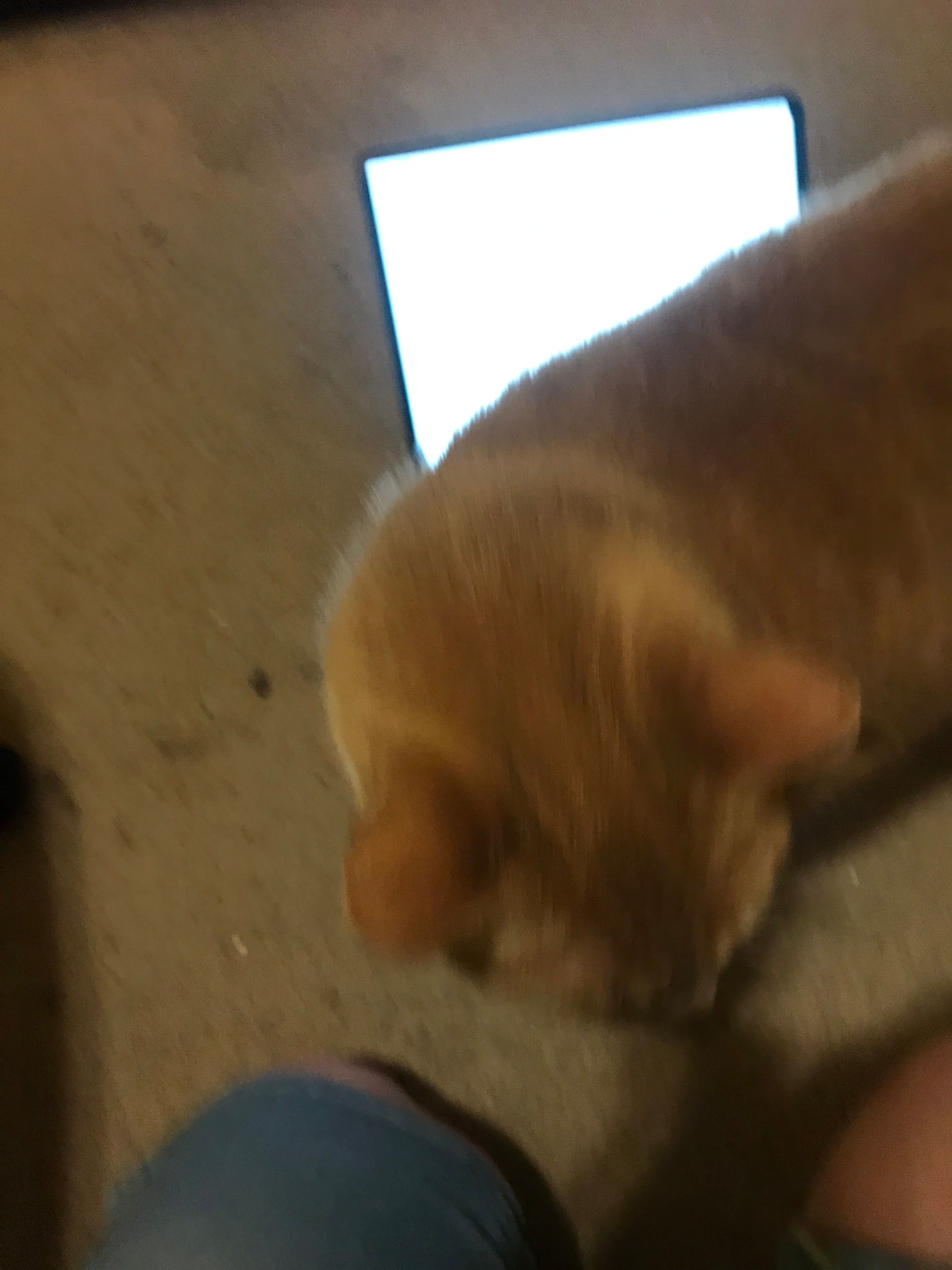 Winston is just too adorable for the world, is even possible to died ...