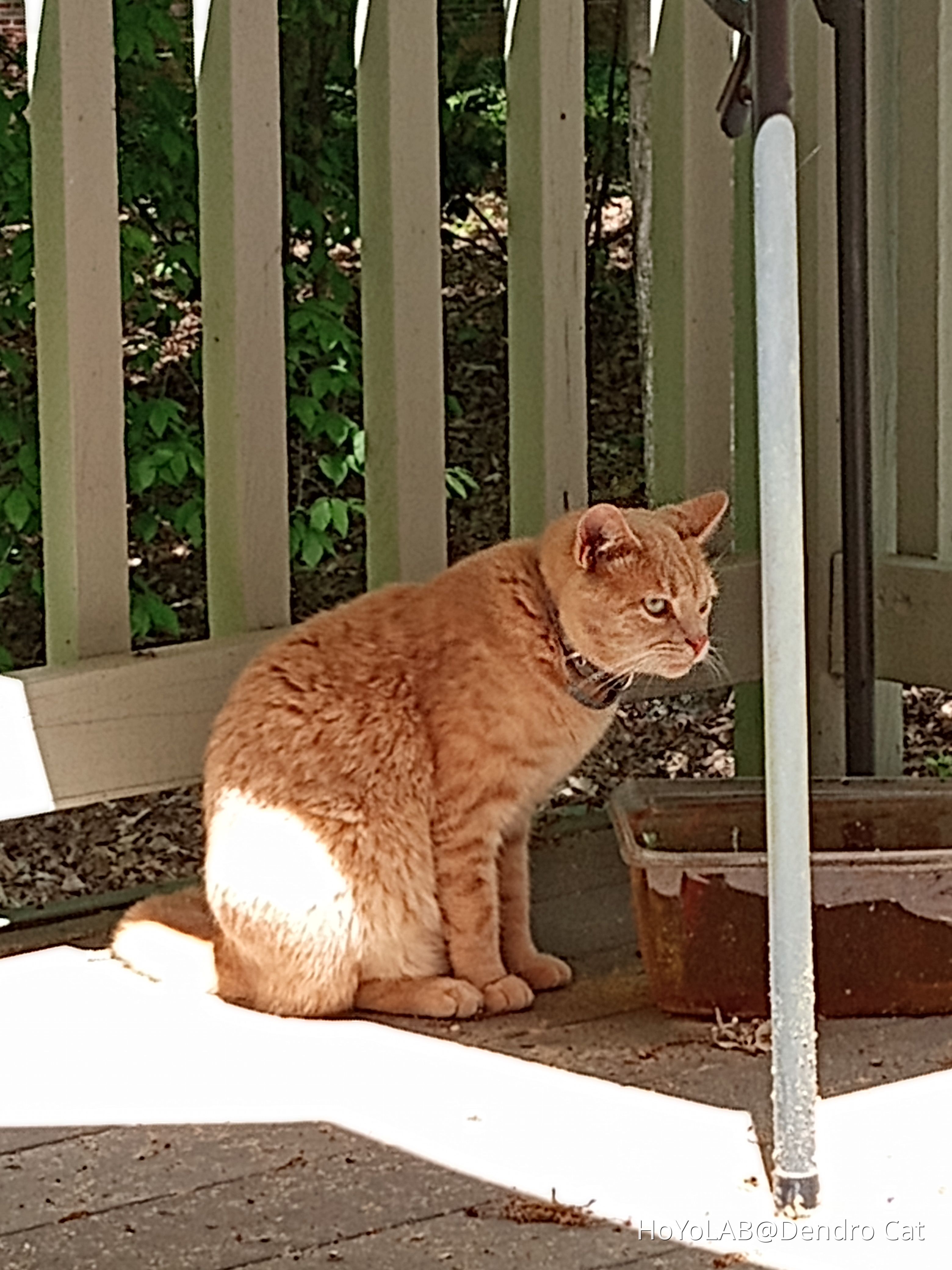 Cosmo scratched me >:( (ddoc 148) | HoYoLAB