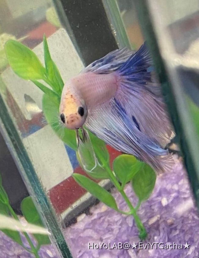 Kokofish Genshin Impact | HoYoLAB