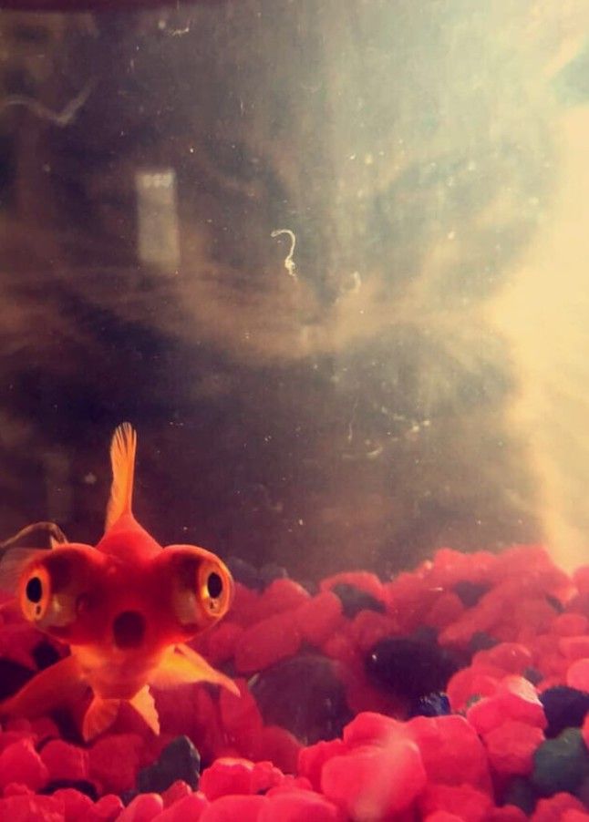 Kokofish is back 🙀 like if you see the cat! Genshin Impact | HoYoLAB