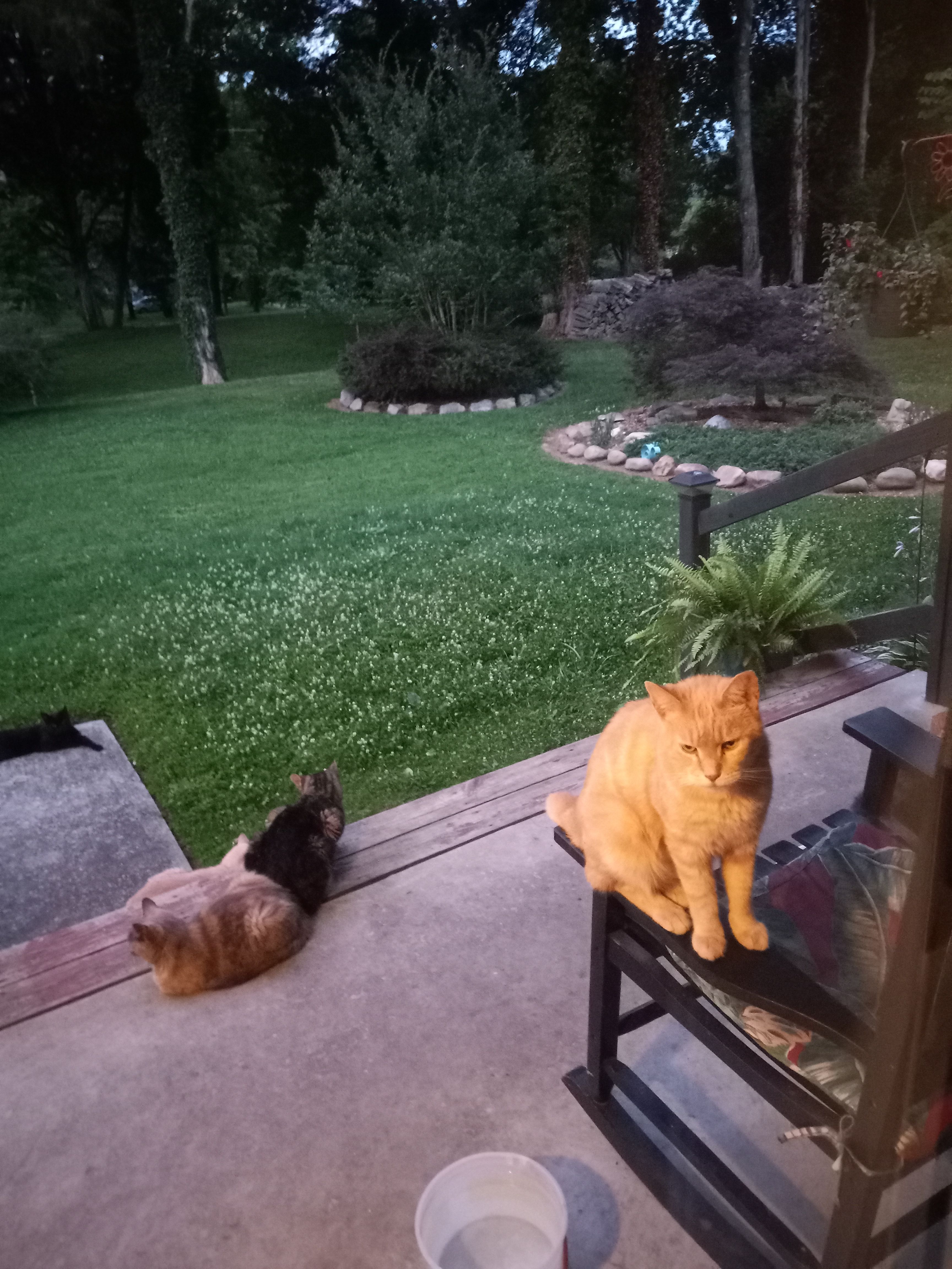 real life cat's tail Genshin Impact | HoYoLAB