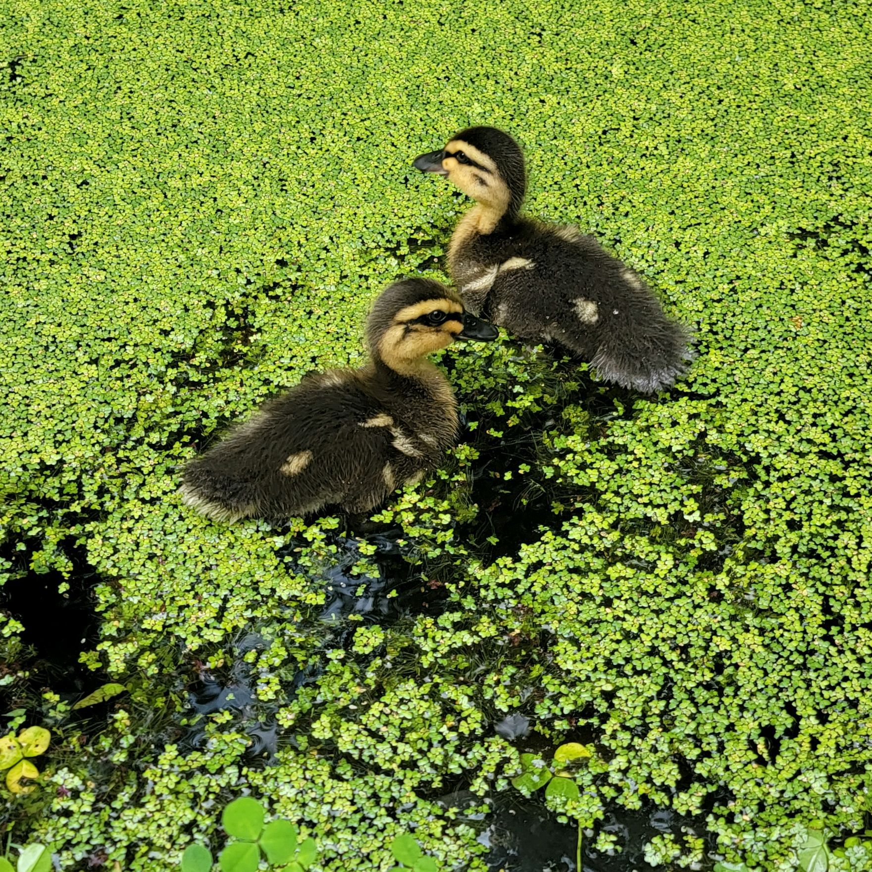 meanwhile, on an unrelated topic, I have ducks! | HoYoLAB