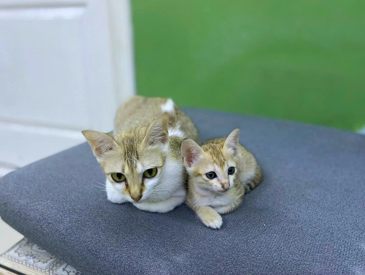 Hey Pardo Honkai Impact 3rd | HoYoLAB