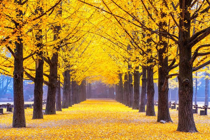 I just found out there's a tree called Gingko. These trees can live up ...