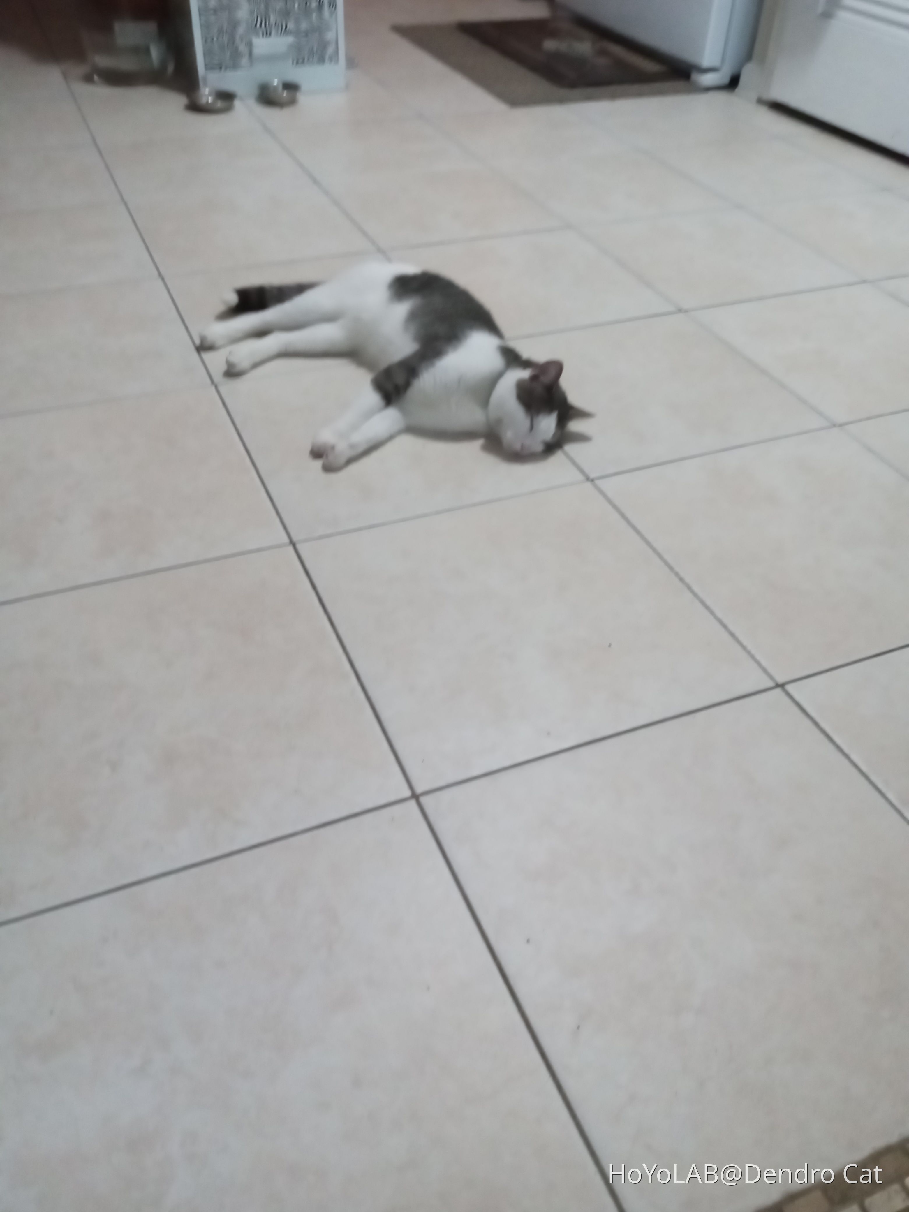 Random announcement (read if you want idk) | HoYoLAB