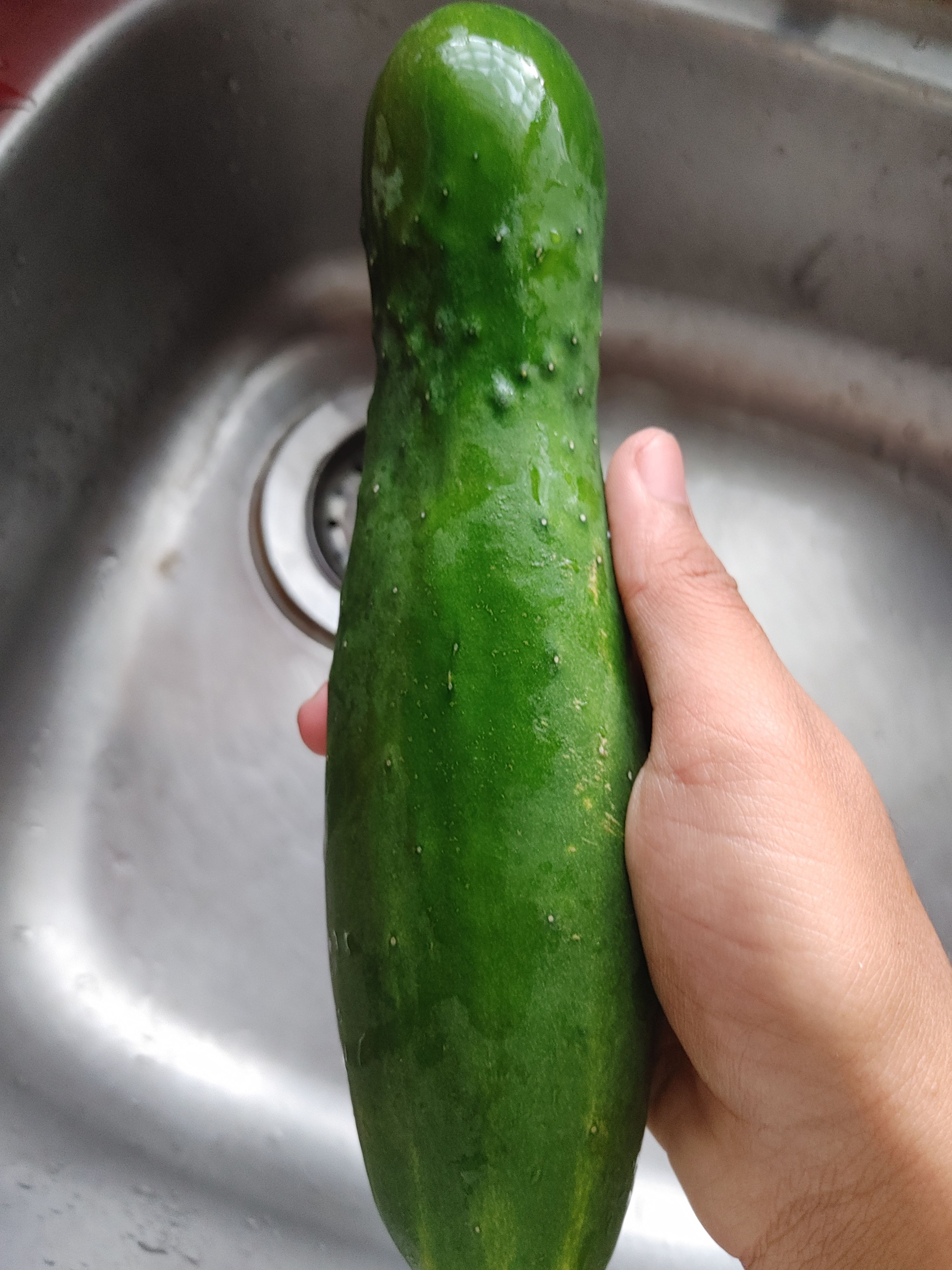sus cucumber | HoYoLAB