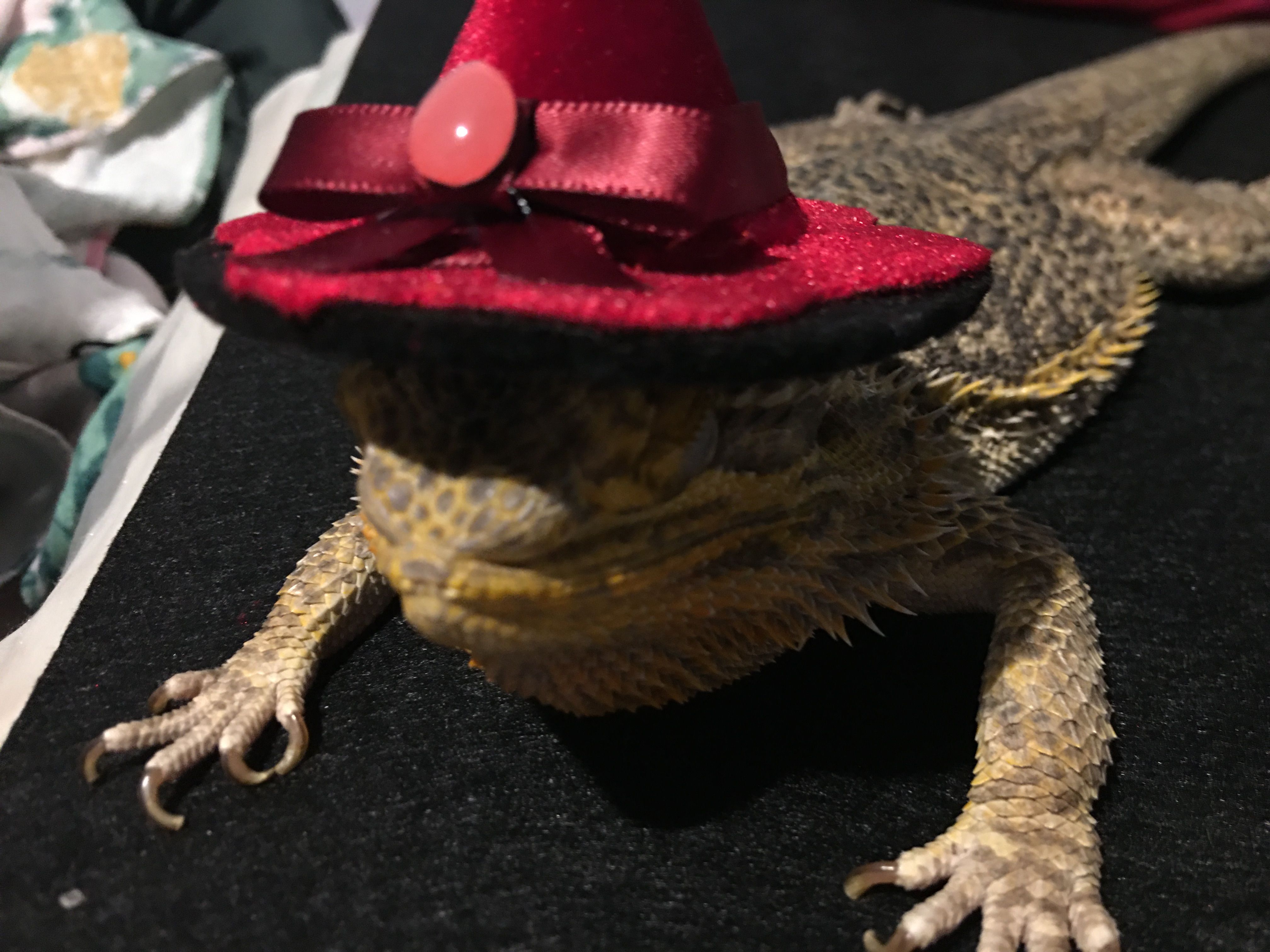 Spark Knight Klee of the Knights of Favonius, reporting for duty ...