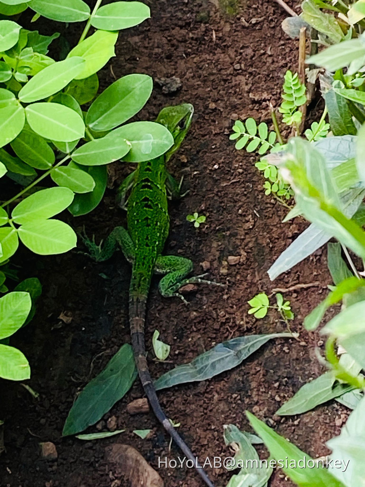 LIZARD IRL? Genshin Impact | HoYoLAB