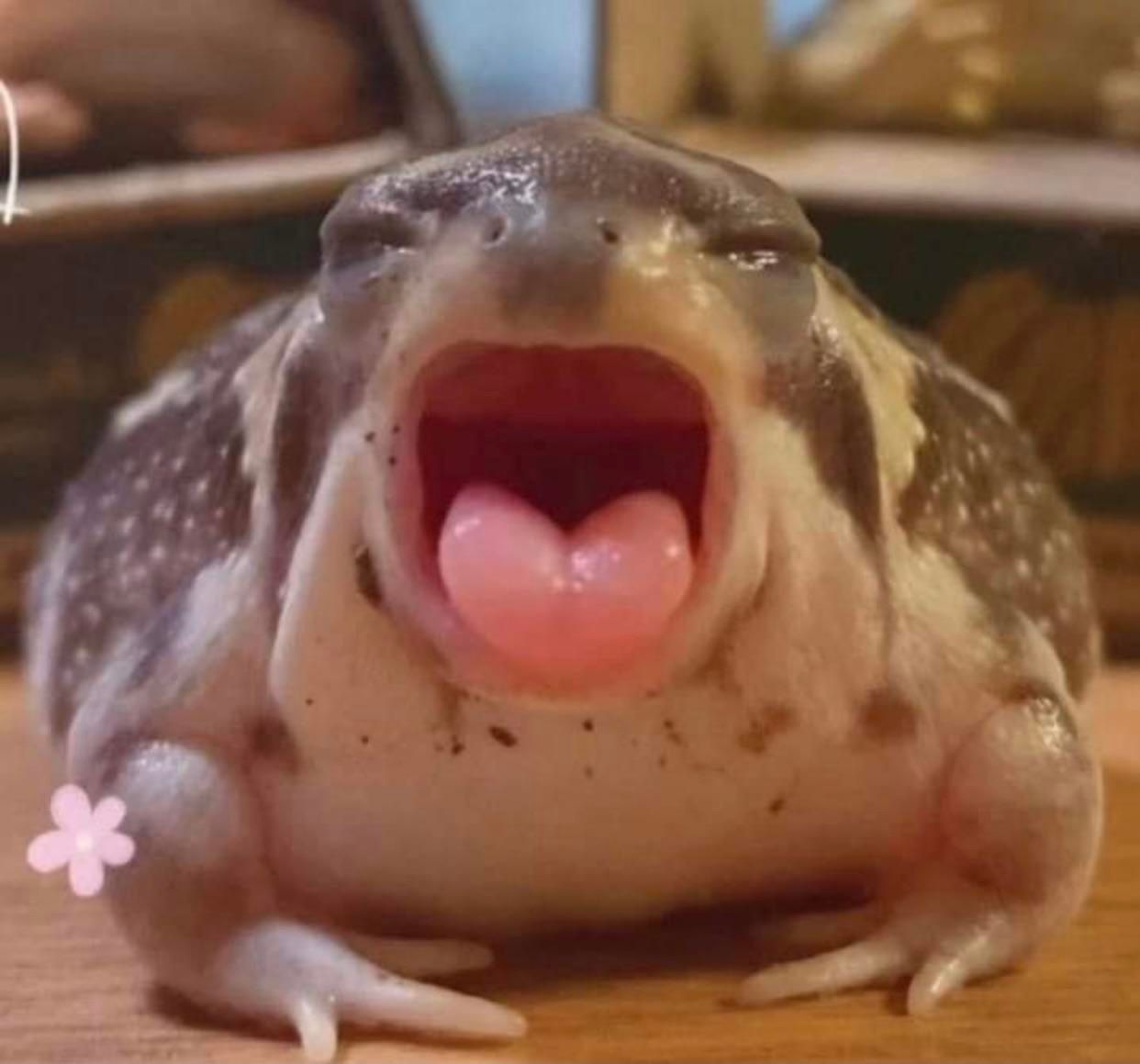 Yawning Round Frogs | HoYoLAB