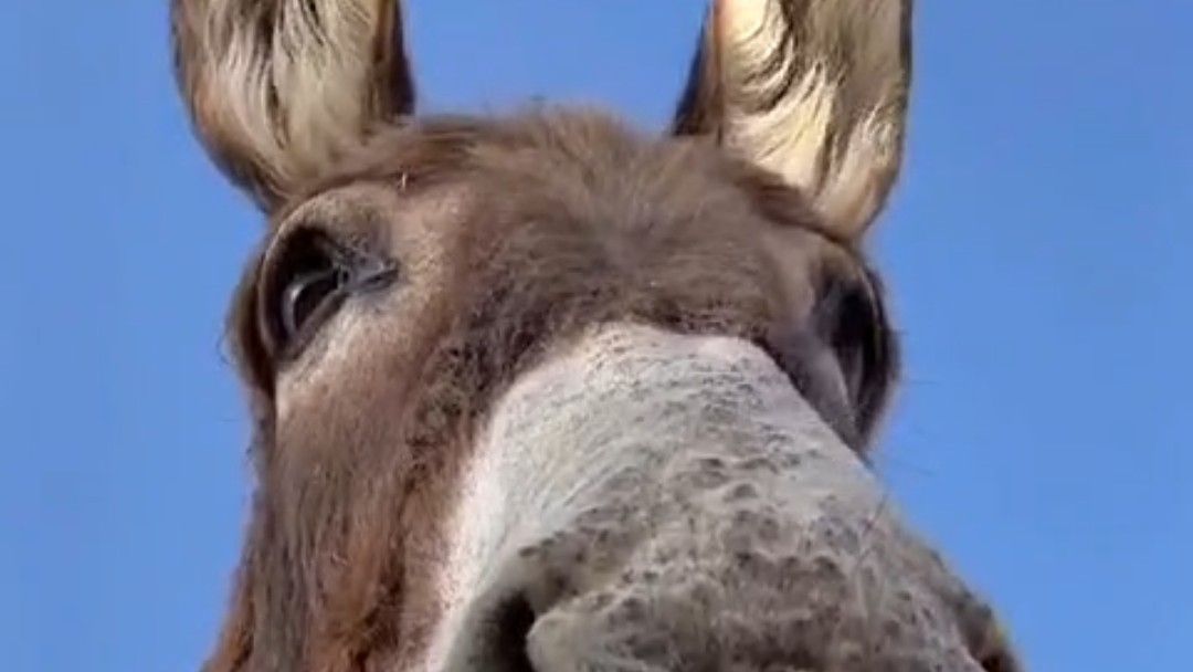 Daily memes &News -> Dingy🐜🍚🚤 | HoYoLAB