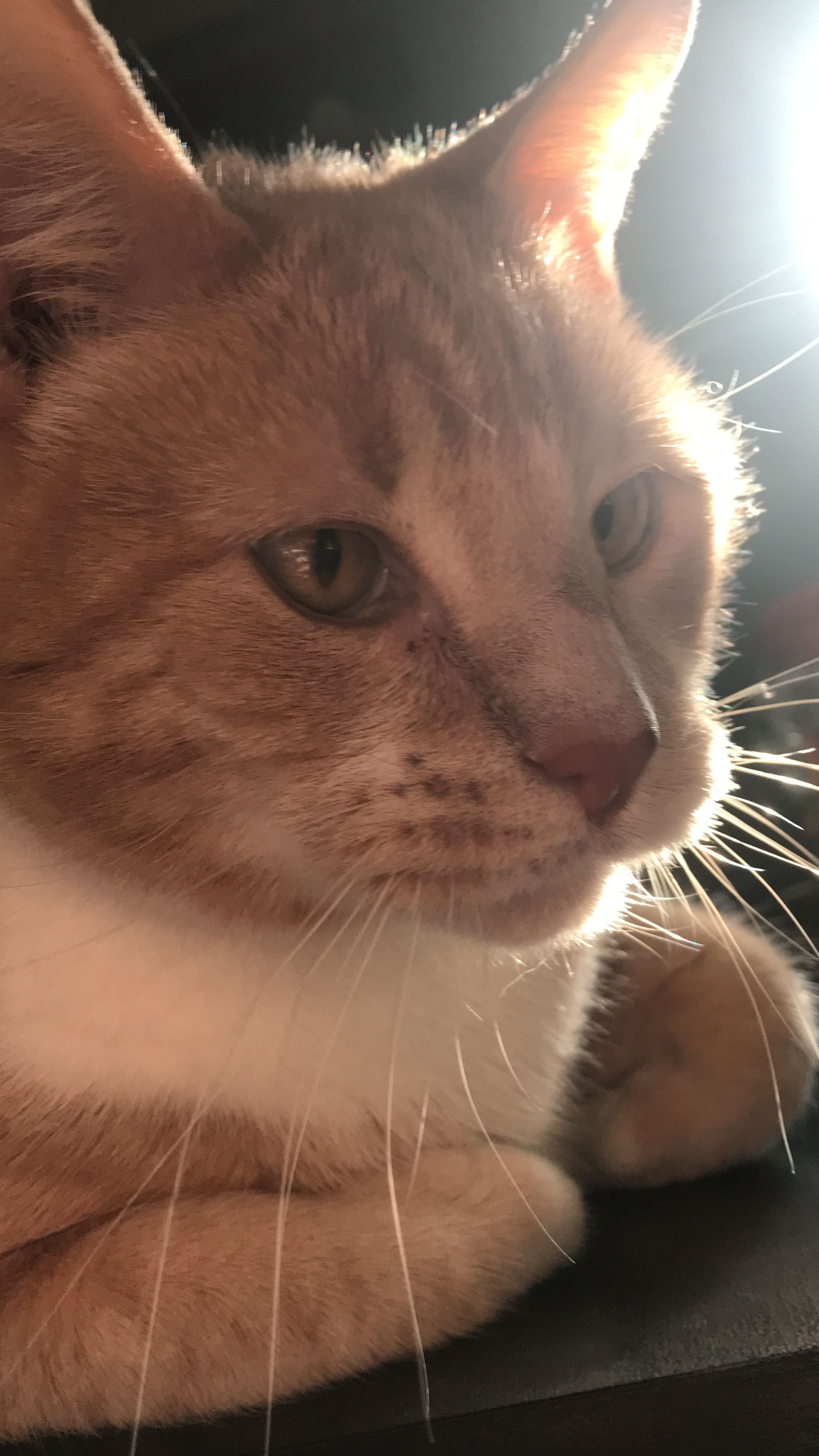 These pictures are great I just took of Winston 🥰 | HoYoLAB