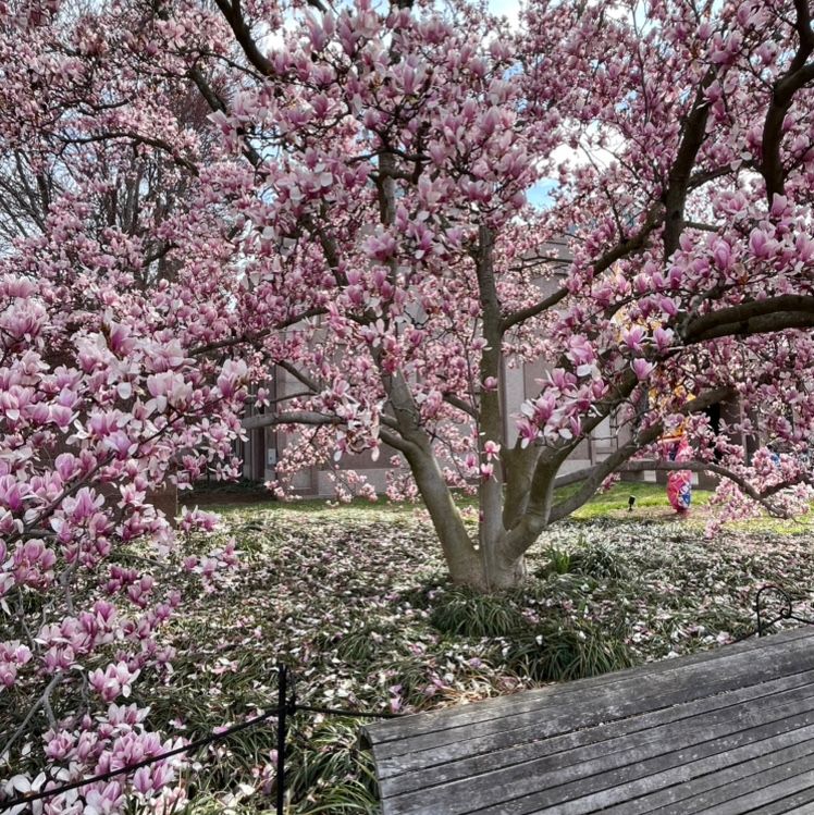 HBD Sakura! Honkai Impact 3rd | HoYoLAB