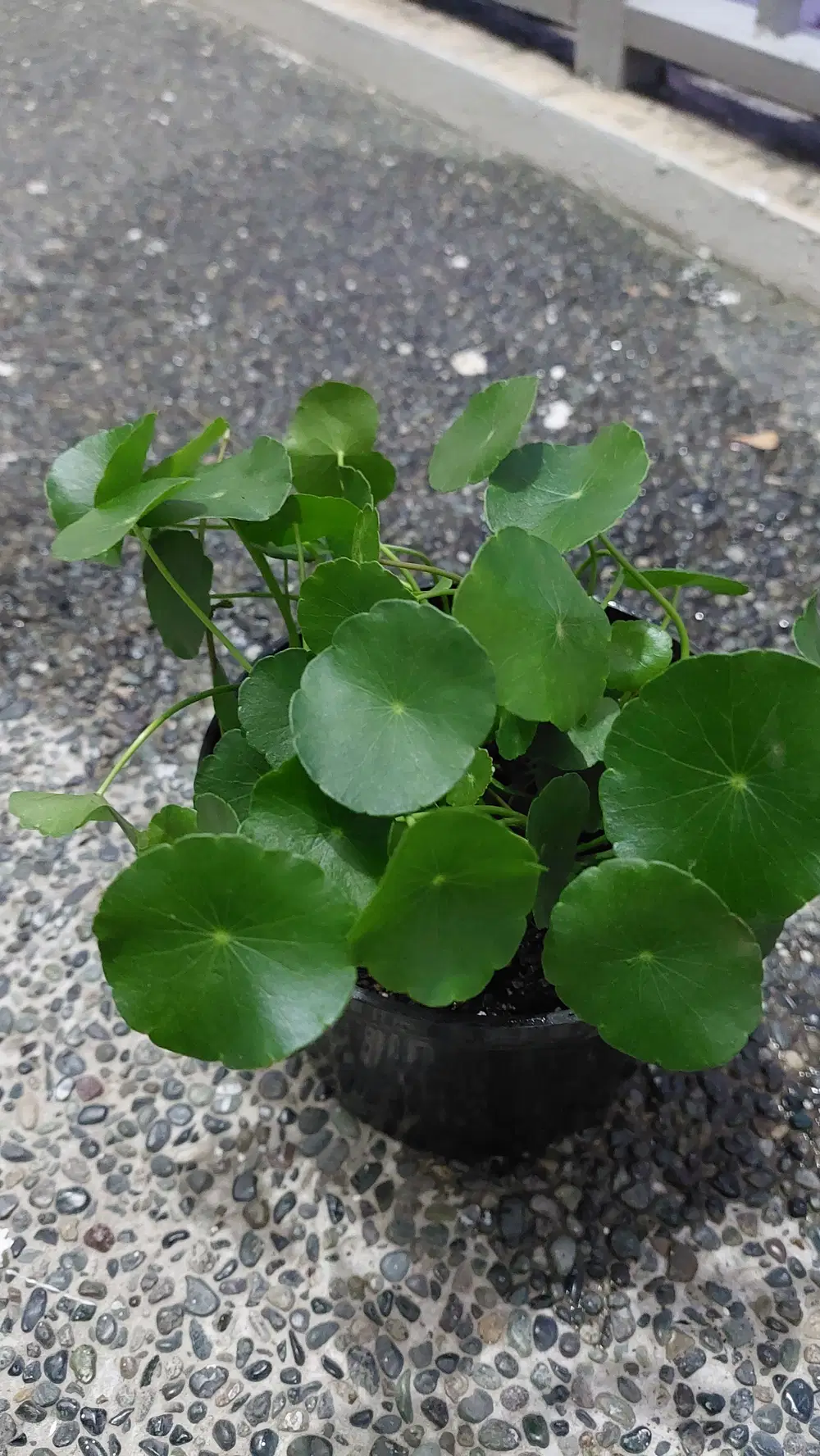 Got a Sumeru plant today! Genshin Impact | HoYoLAB