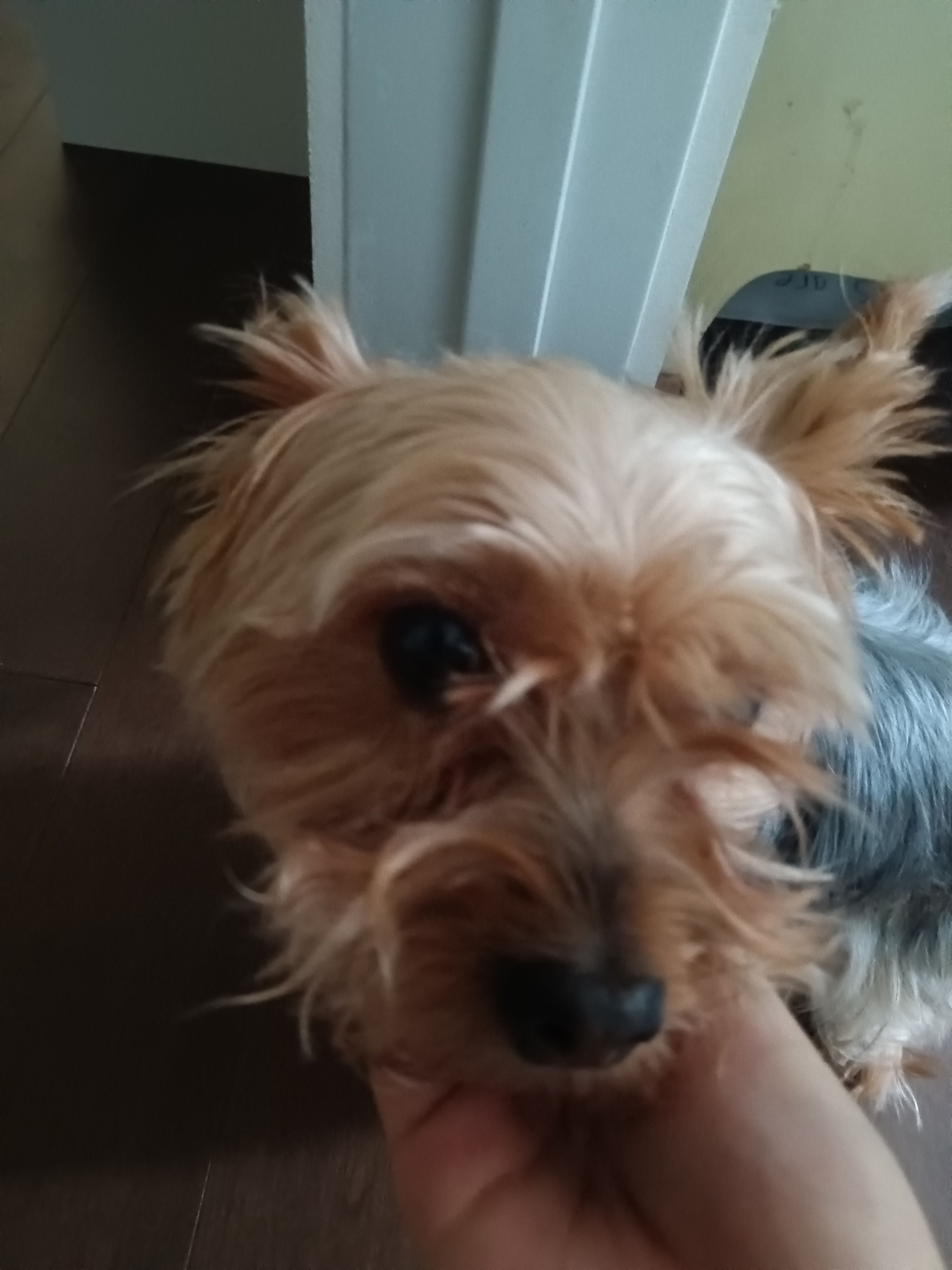 My dog!!! (Listeing to Kuru Kuru) | HoYoLAB