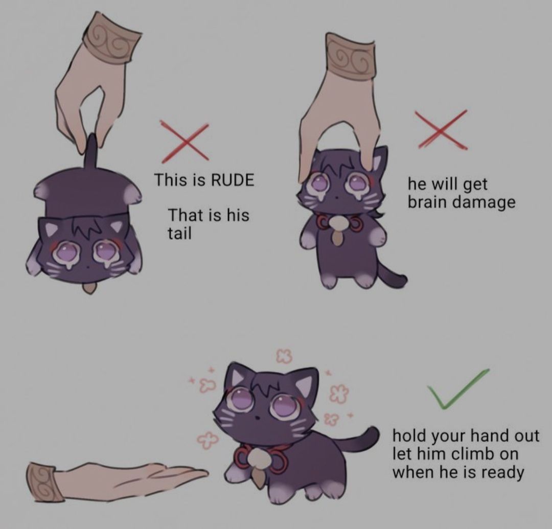 how to treat scarameow! :3 Genshin Impact | HoYoLAB