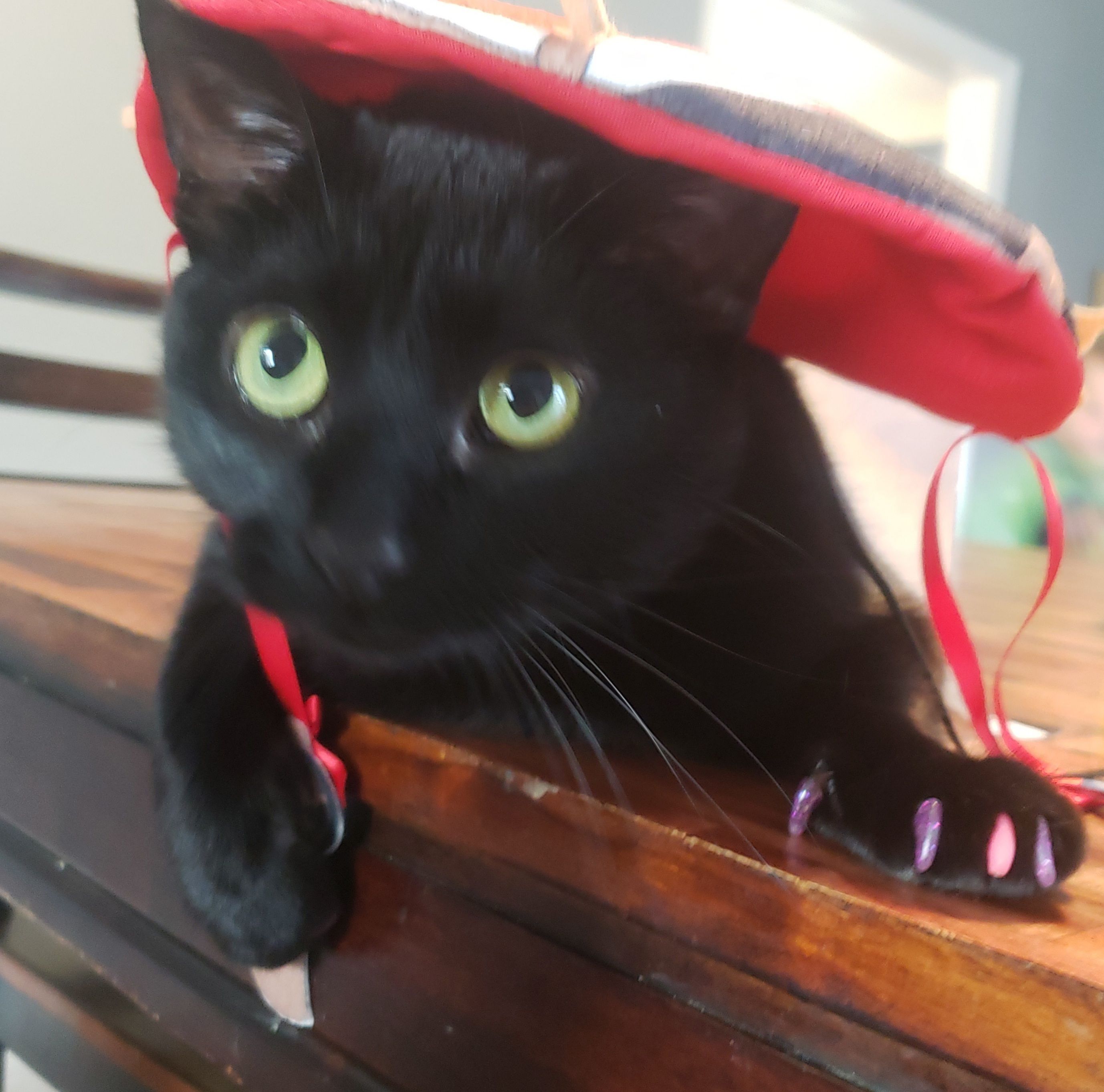 My cat cosplaying Scaramouche Genshin Impact | HoYoLAB