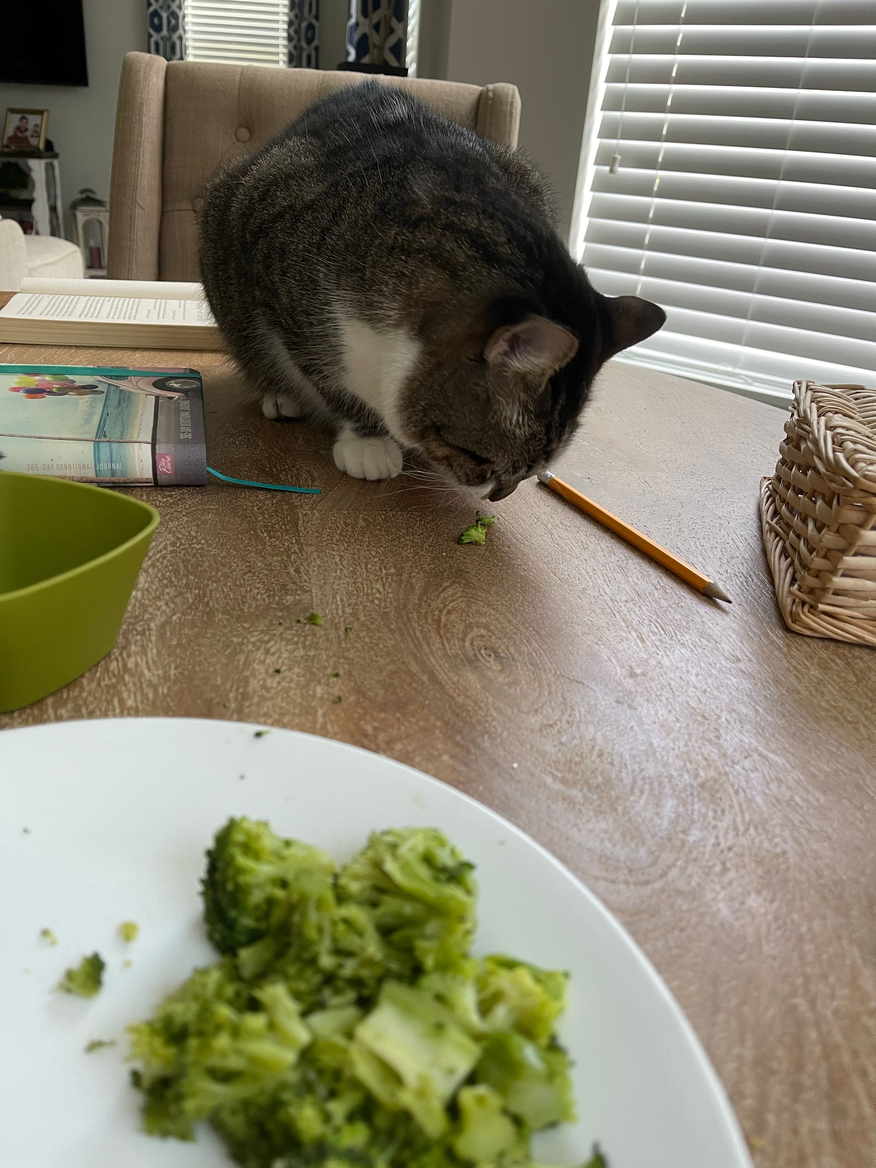 My cats so brave for eating my broccoli for me 🫶🫶🫶 Genshin Impact | HoYoLAB