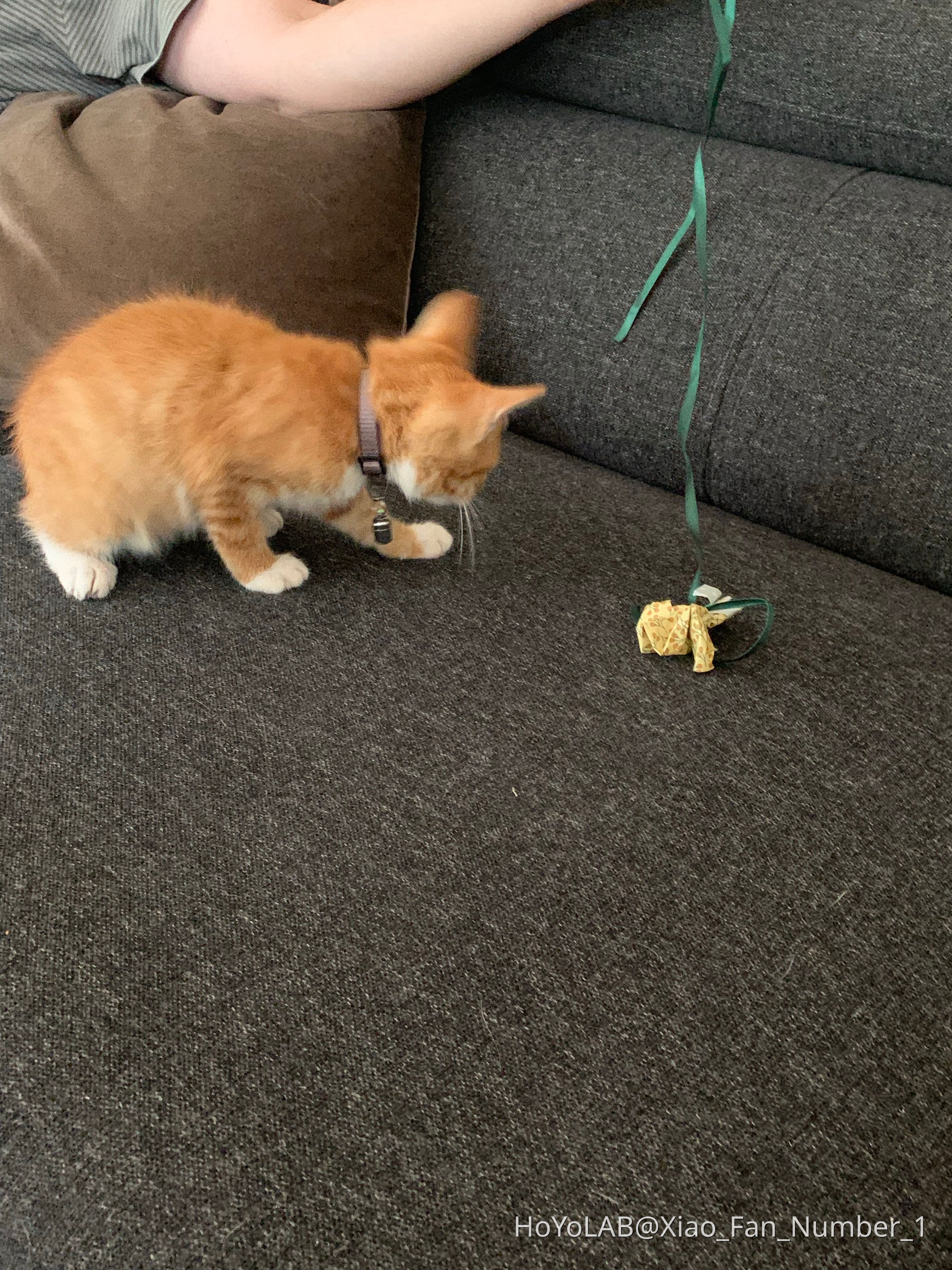 Say hello to Rusty finally decided on a name | HoYoLAB