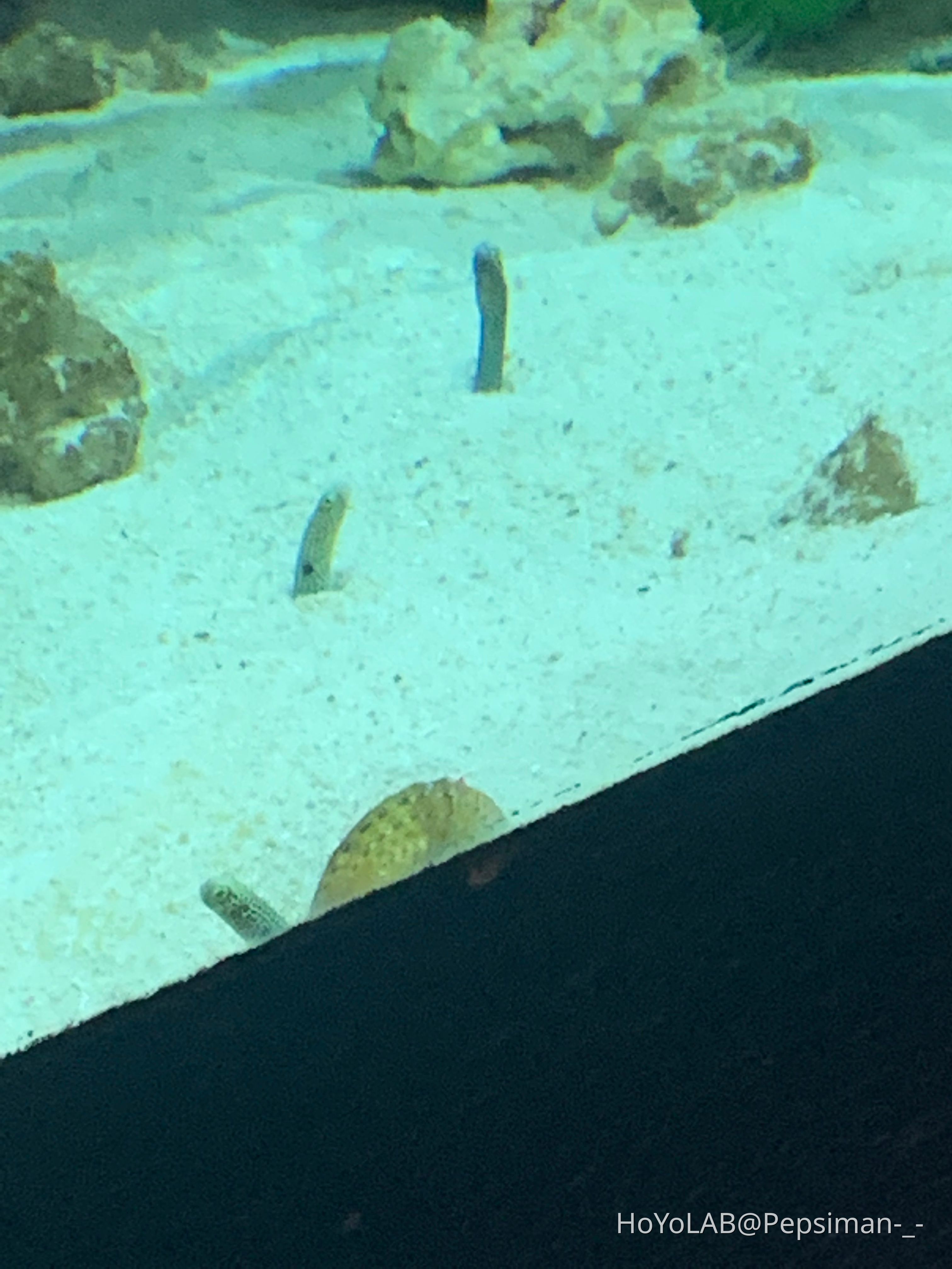 Eel meat x6 Genshin Impact | HoYoLAB