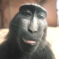 Rizz monkey Honkai Impact 3rd | HoYoLAB