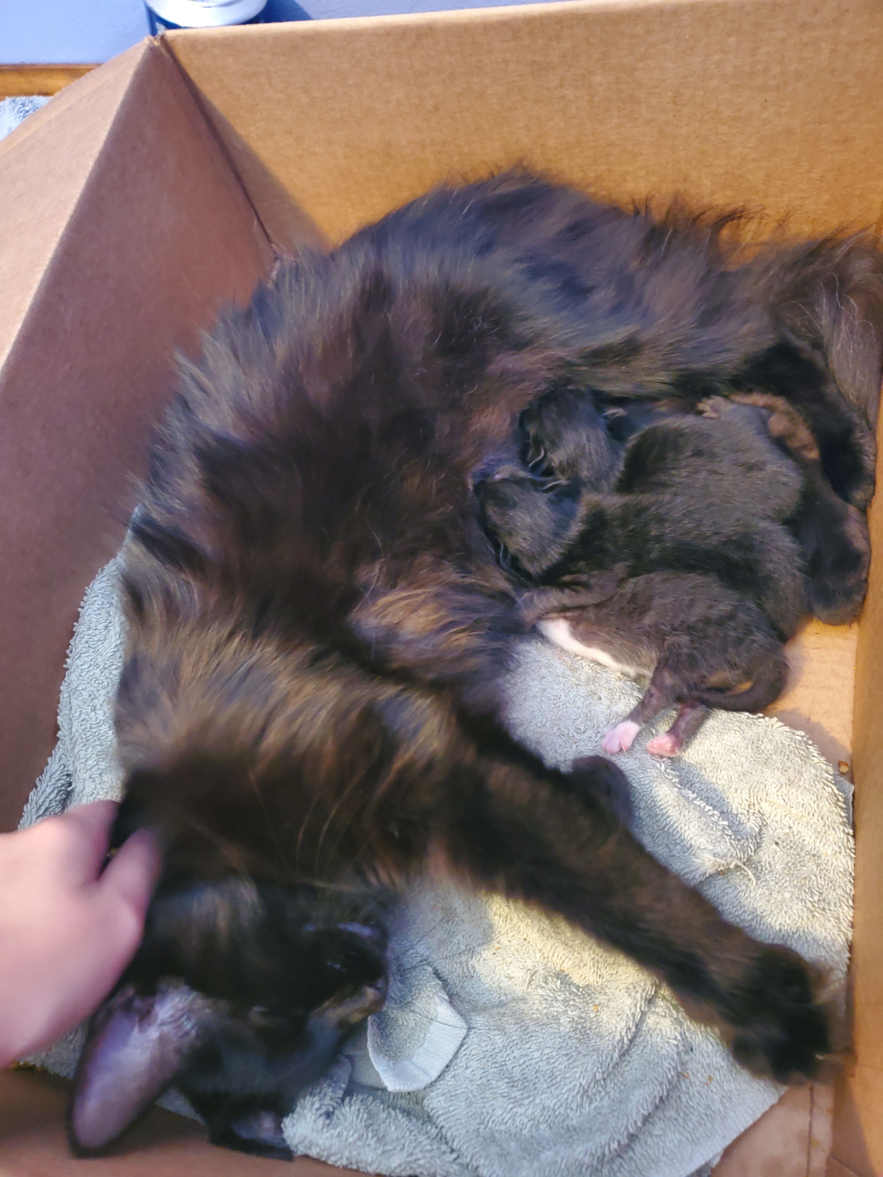 My precious cat Raven had kittens!! | HoYoLAB
