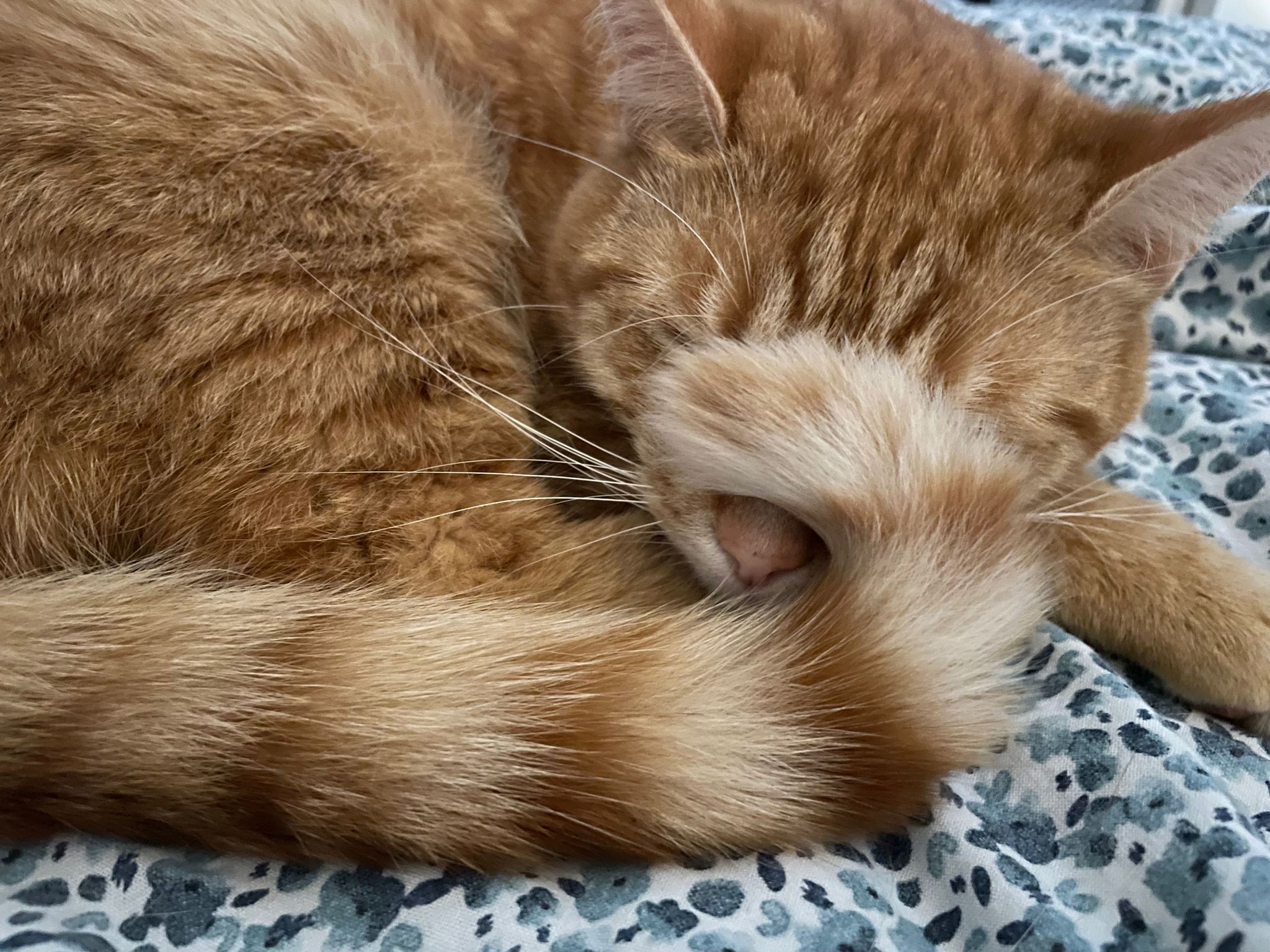 *meow* Genshin Impact | HoYoLAB