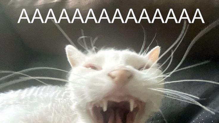 cat (this is me begging for forgiveness) | HoYoLAB