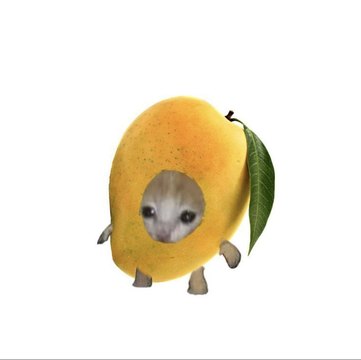 Here's a mango cat 🥭 Genshin Impact | HoYoLAB