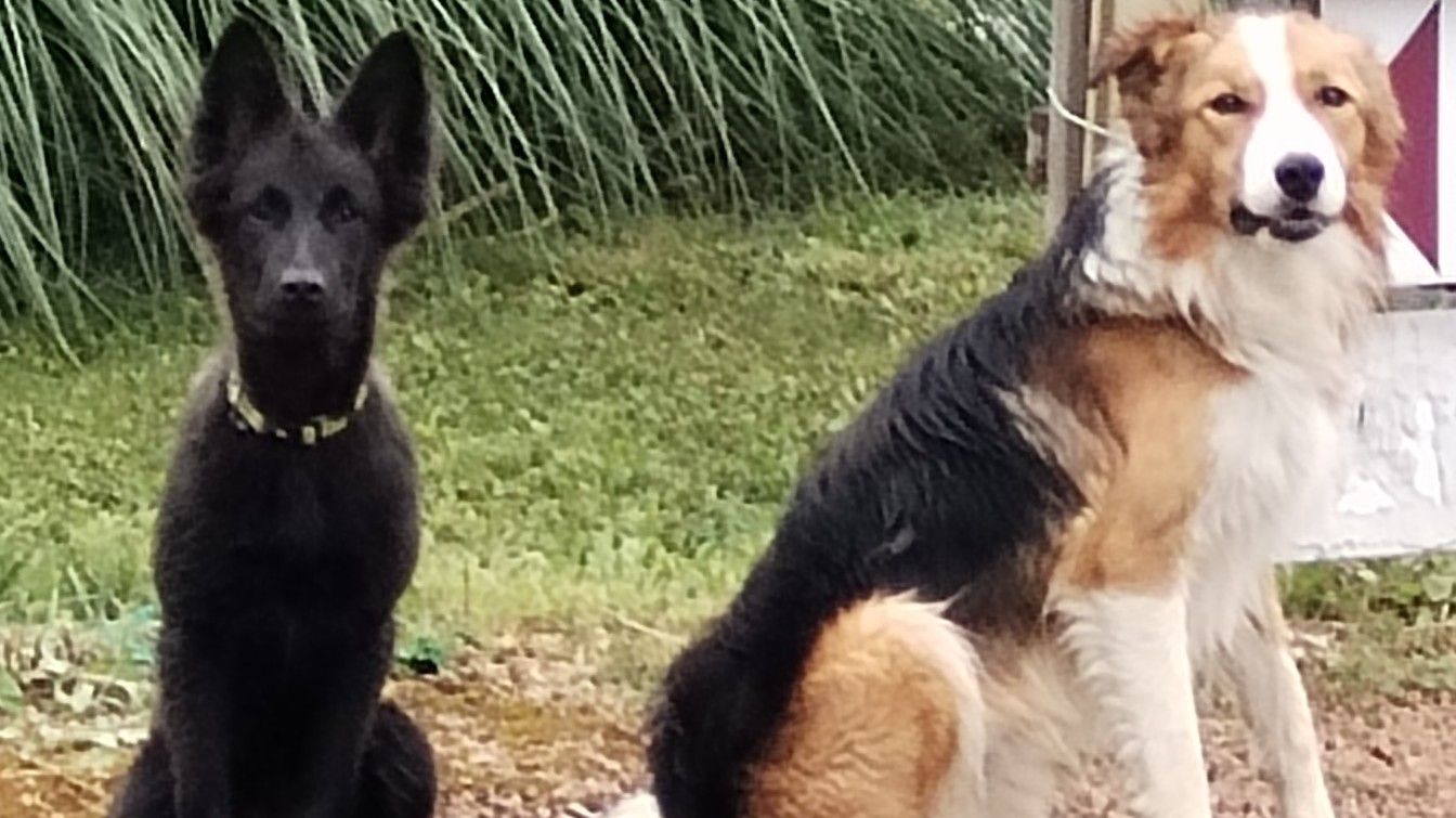 Mes deux amis pour la vie Genshin Impact | HoYoLAB