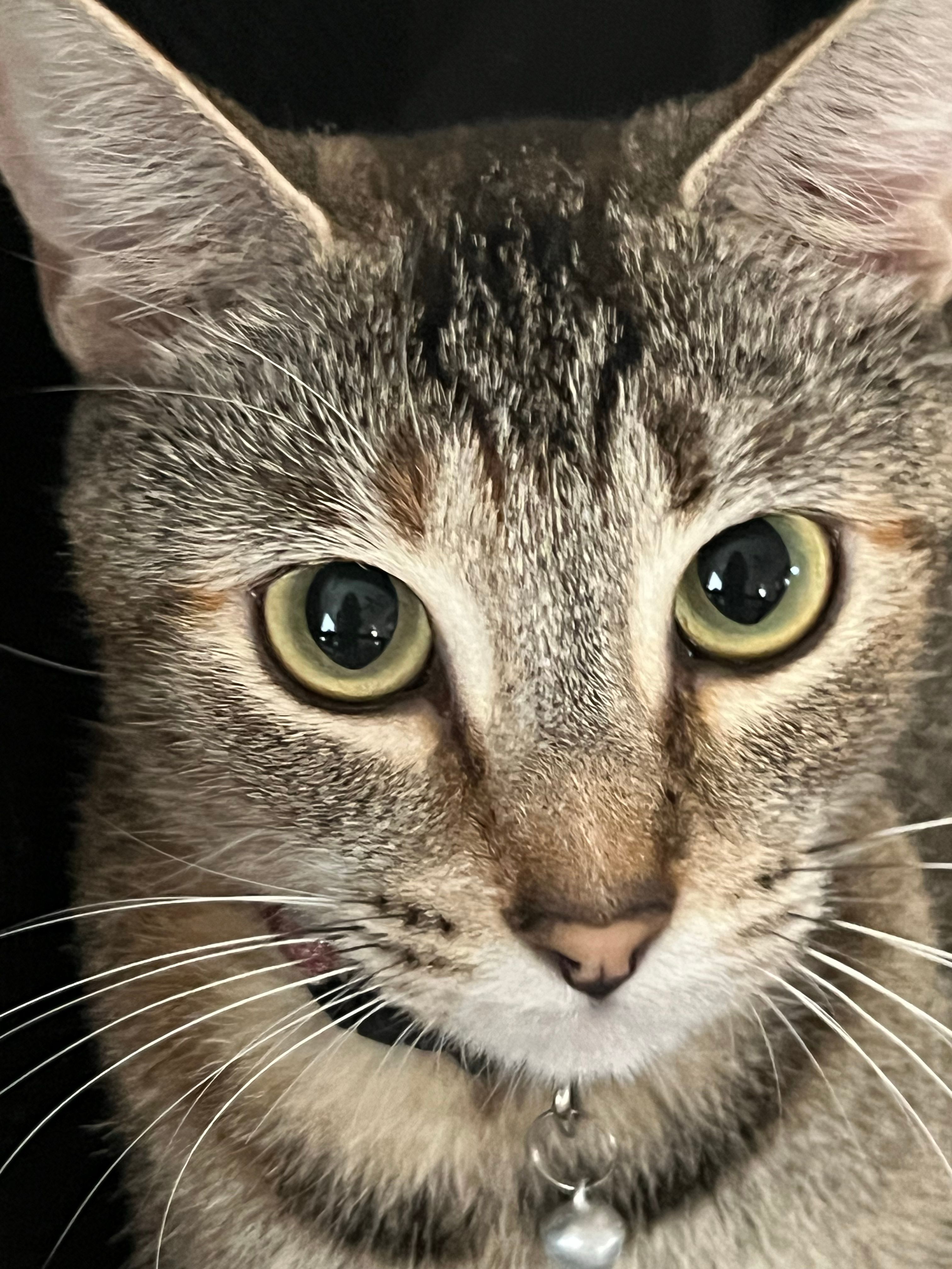 heres my cat | HoYoLAB