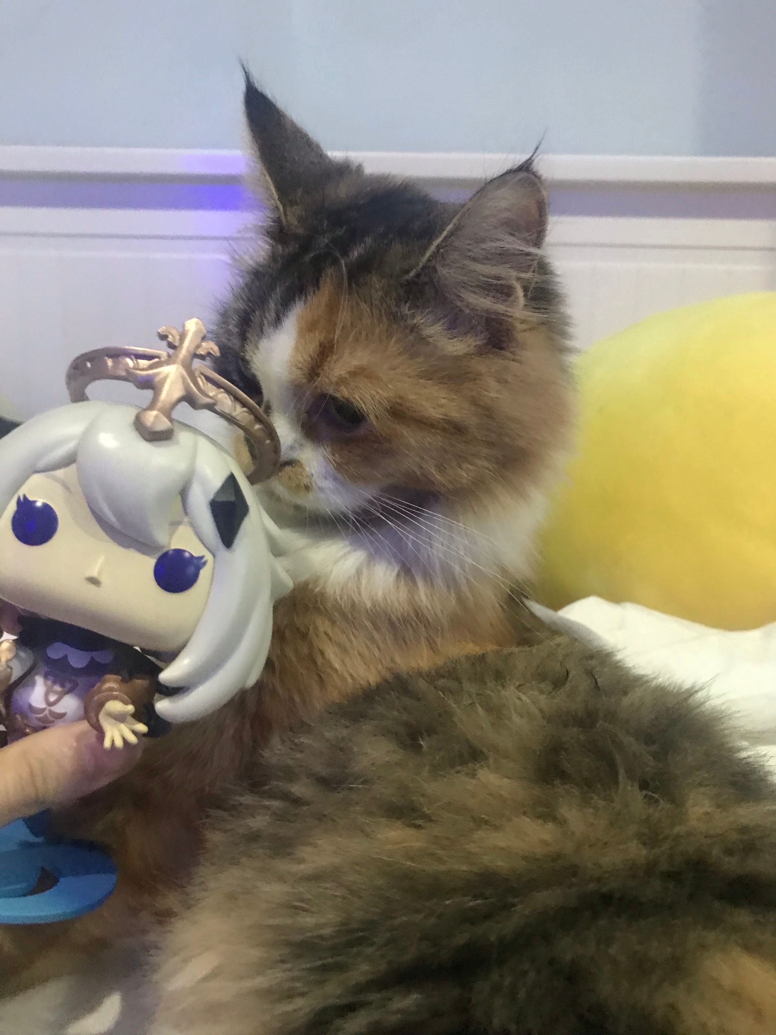 my paimon Vs genshin paimon 😼 Genshin Impact | HoYoLAB