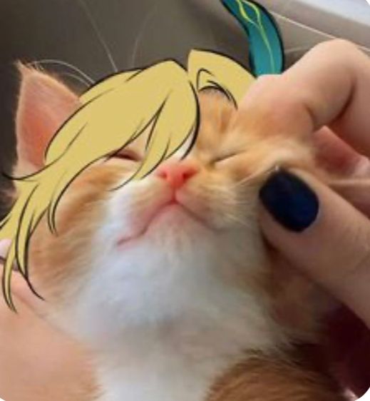 an image i snagged of mr. kaveh as a cat! Genshin Impact | HoYoLAB