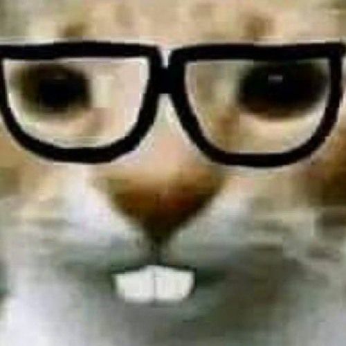 Random cat memes because cat👍😺 | HoYoLAB