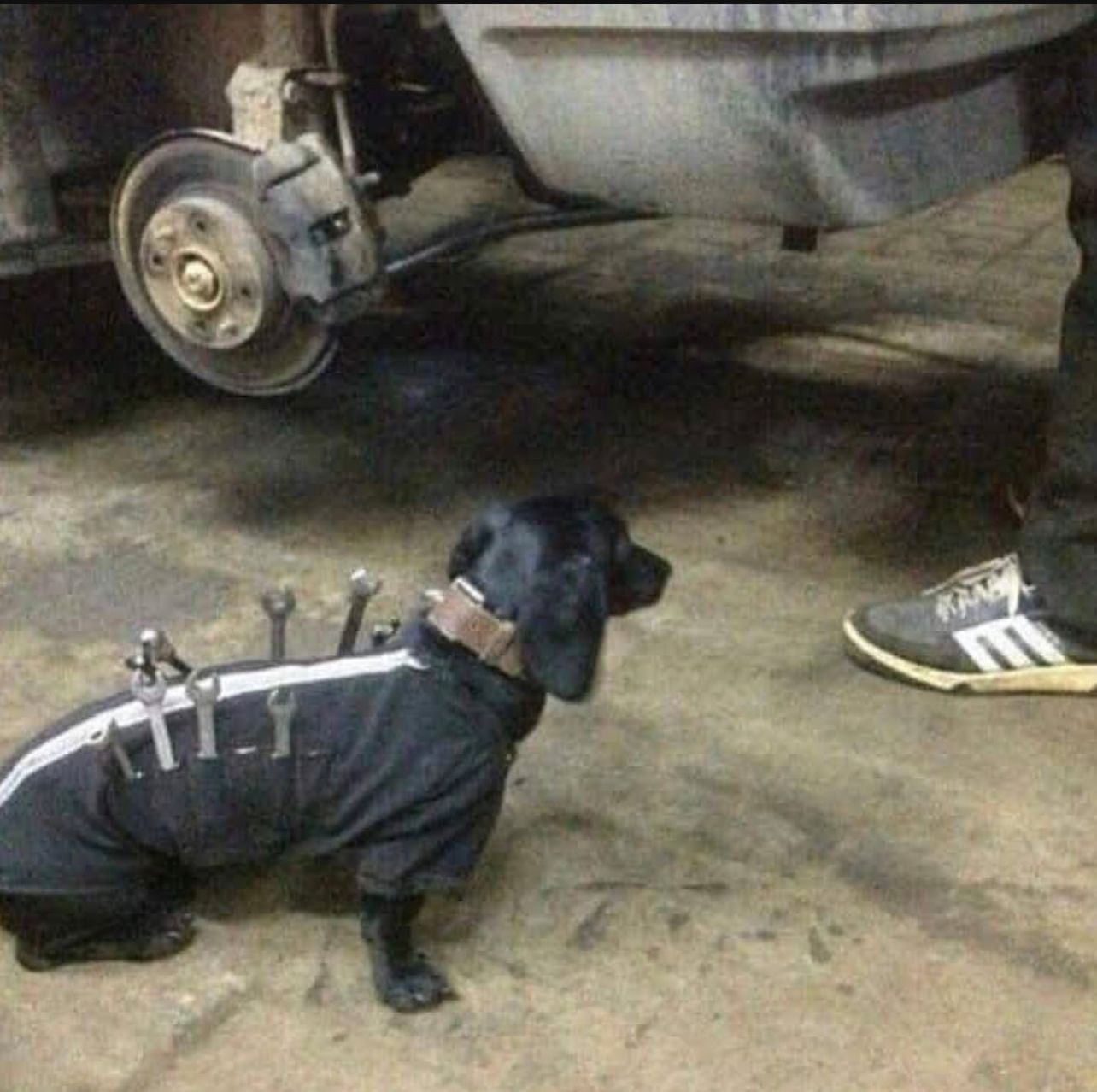 Meme of the Day: Helper Edition | HoYoLAB