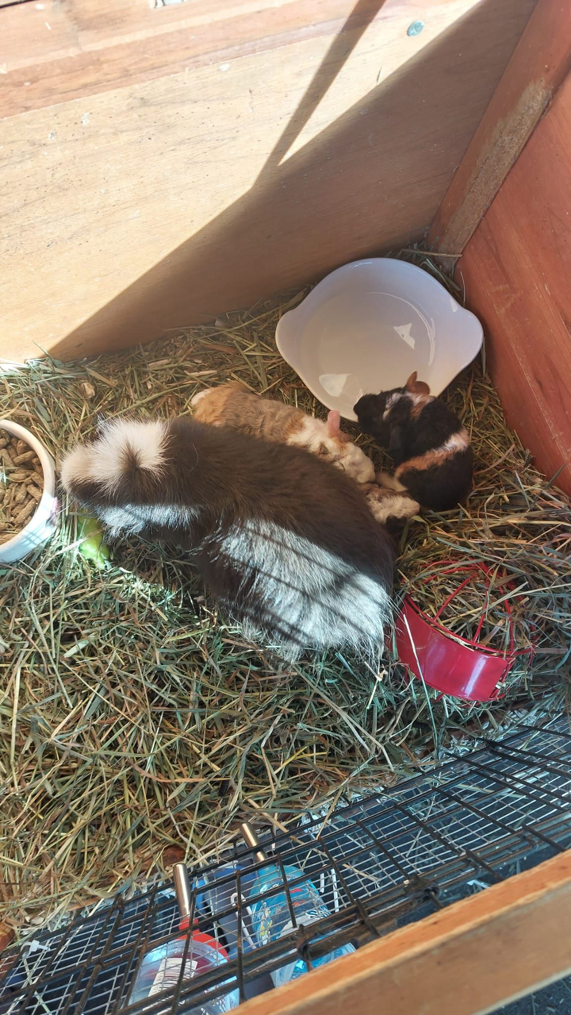 Meet Balou and her 3 babies | HoYoLAB