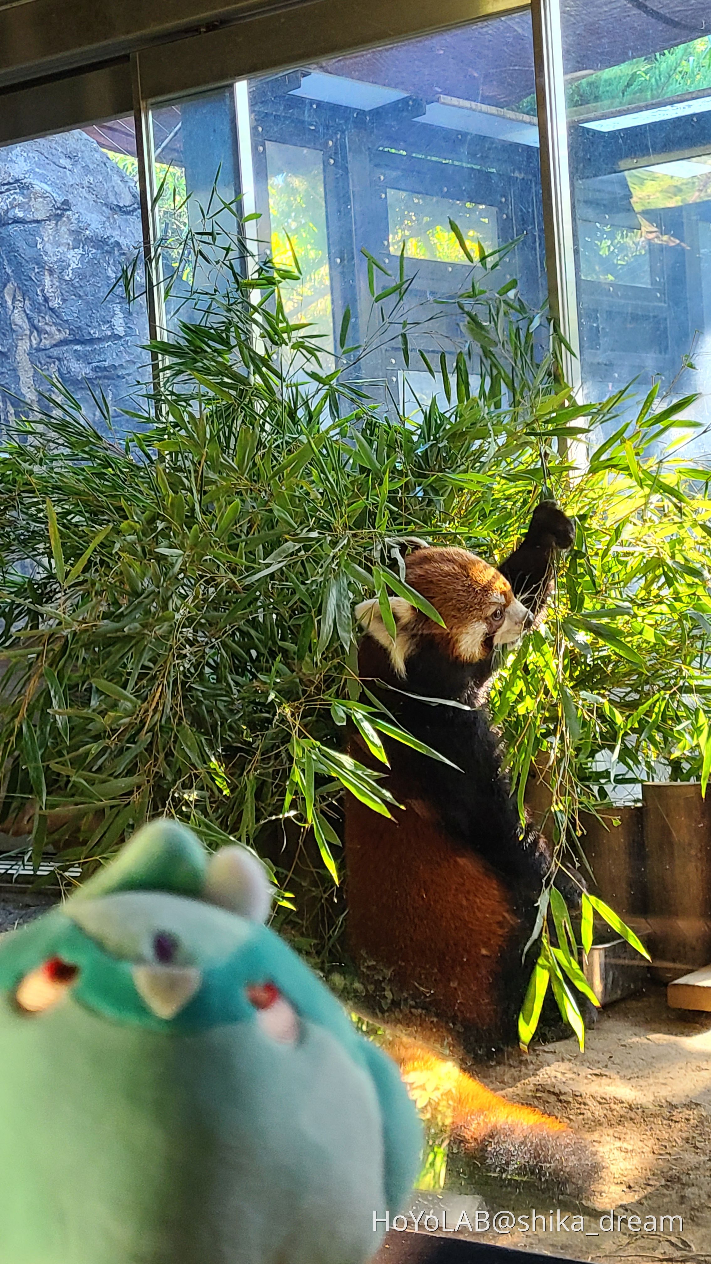 Xiao birb's trip to the zoo! (pt. 1) Genshin Impact | HoYoLAB