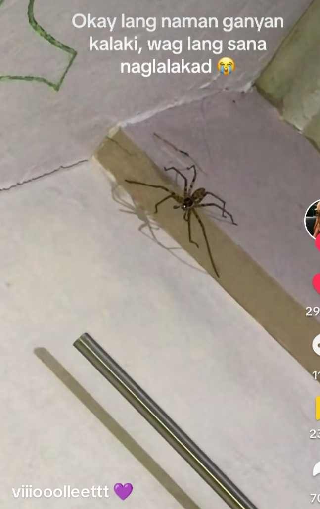 That's a big ahh spider😨‼️‼️ | HoYoLAB