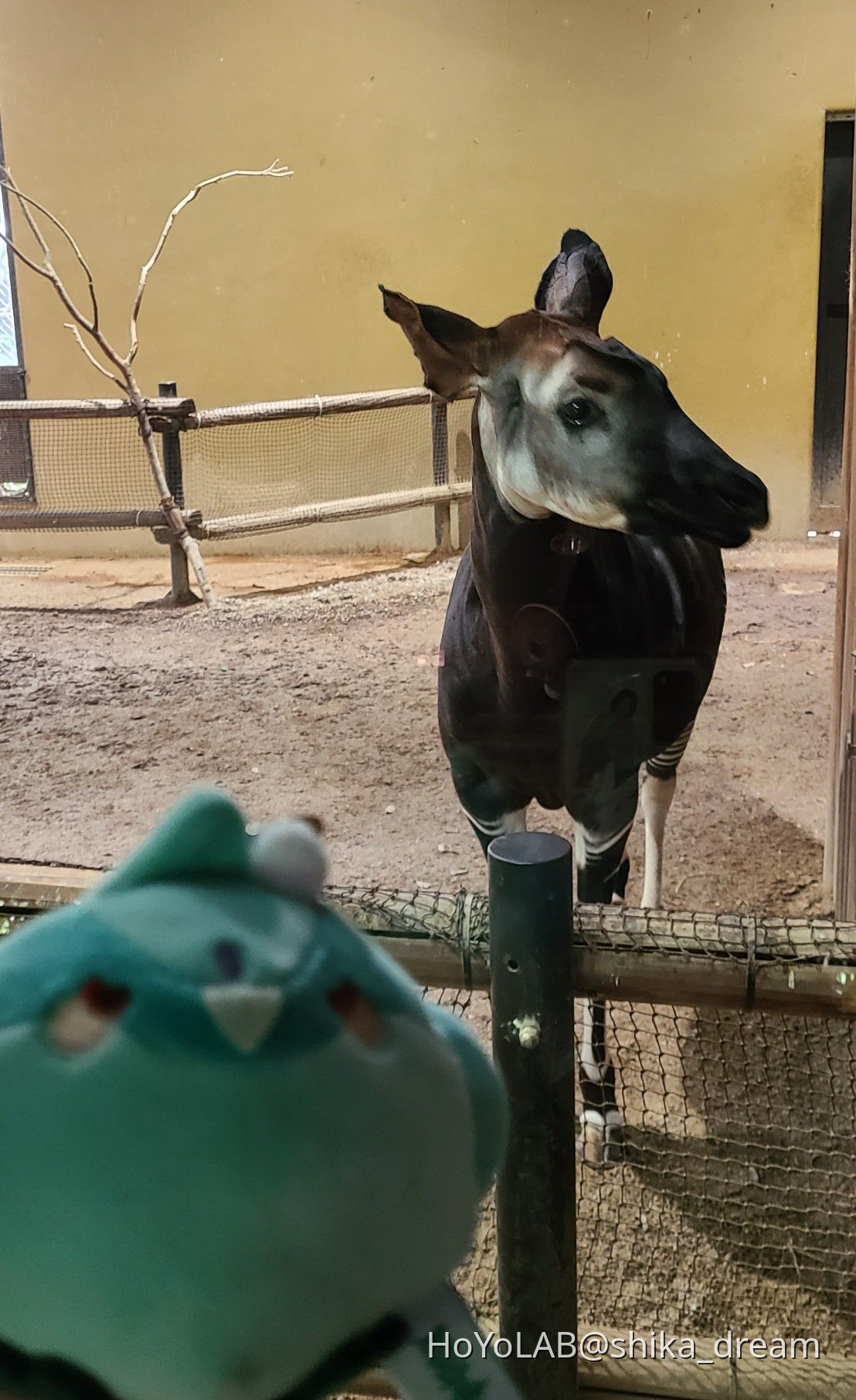 Xiao birb's trip to the zoo (pt. 2) Genshin Impact | HoYoLAB
