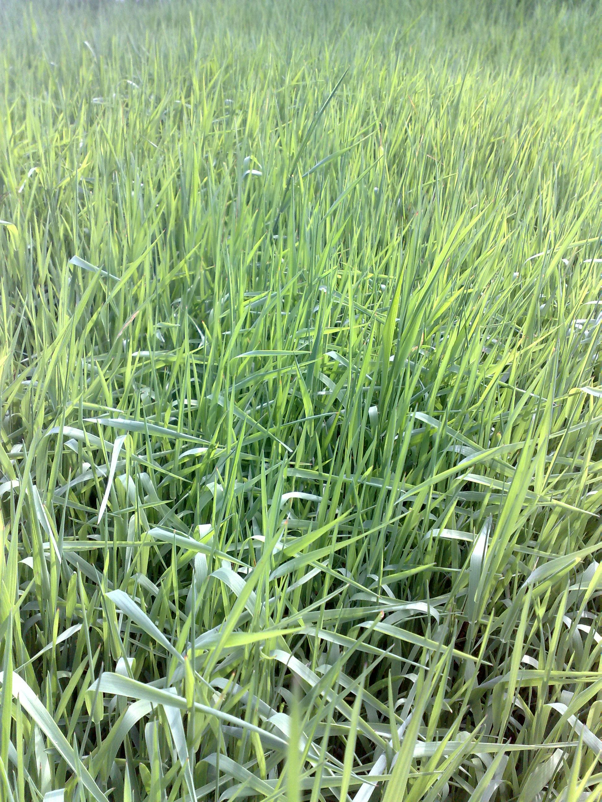 Petition to touch grass Genshin Impact | HoYoLAB