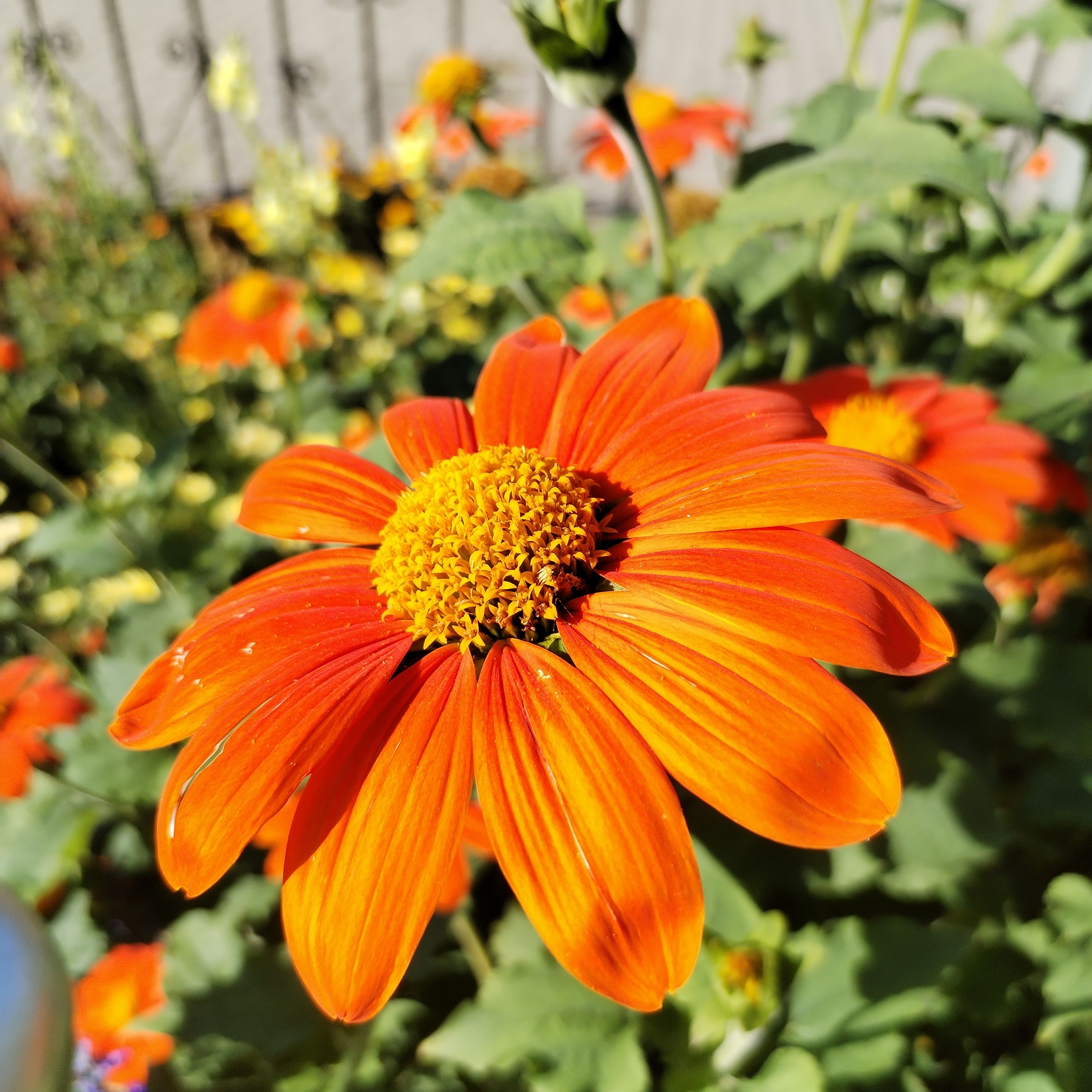 Flower to flower Genshin Impact | HoYoLAB